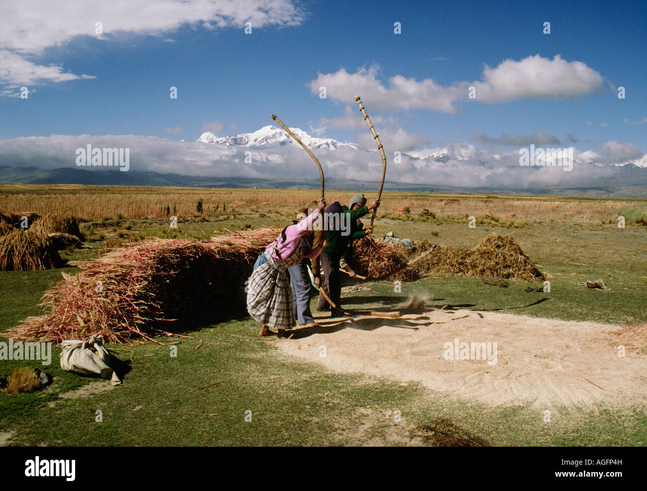 Bolivia Palcoco Farmers threshing Quinoa with Andes in background Stock ...