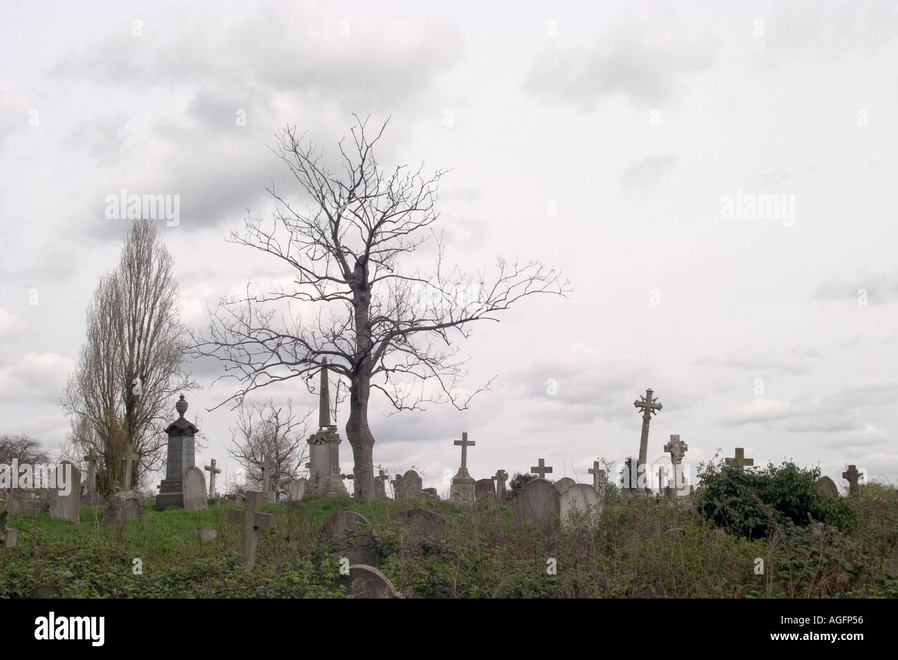Bare trees and gravestones. Kensal Green Cemetery, London, England ...