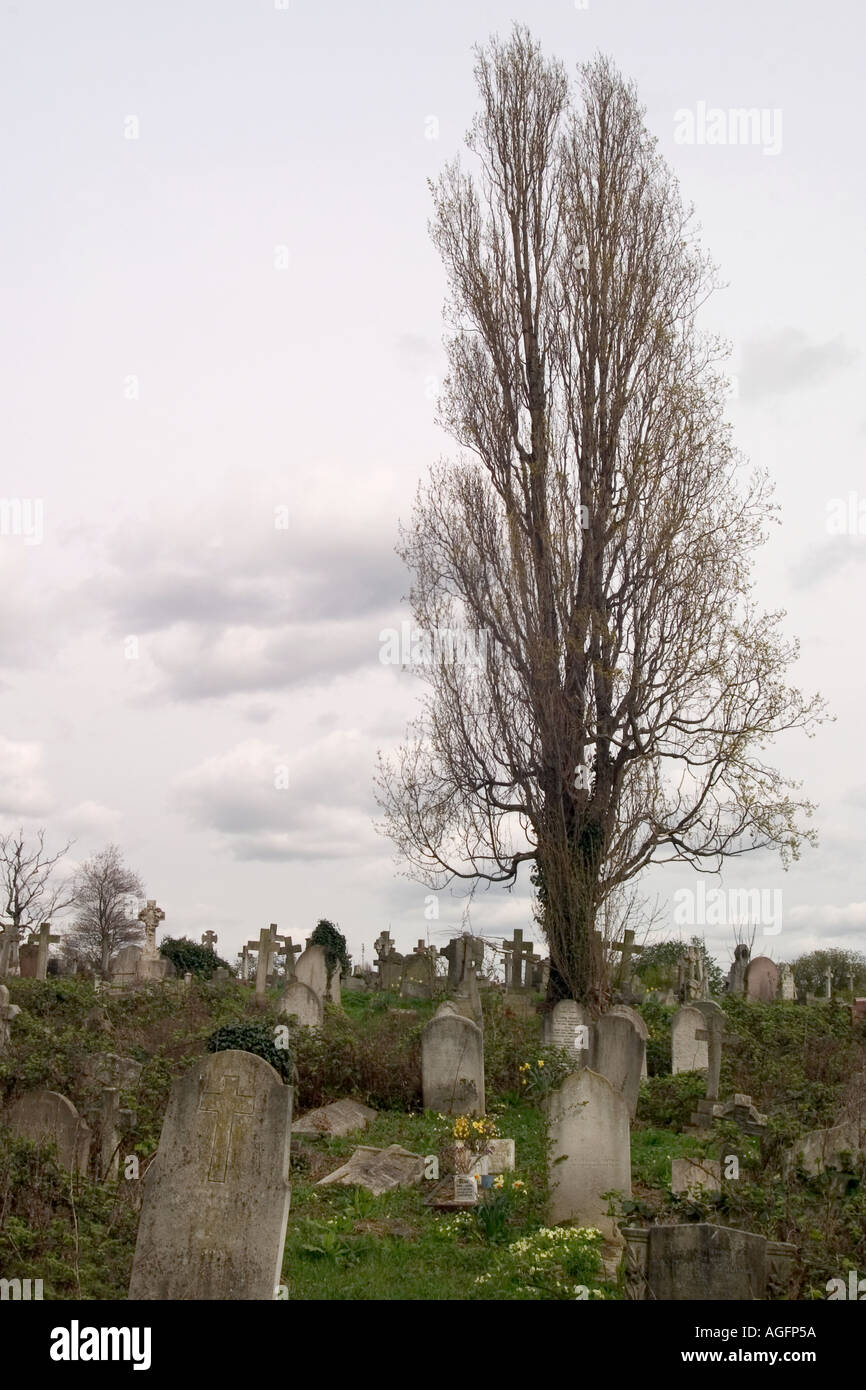 Bare trees and gravestones. Kensal Green Cemetery, Brent, London ...