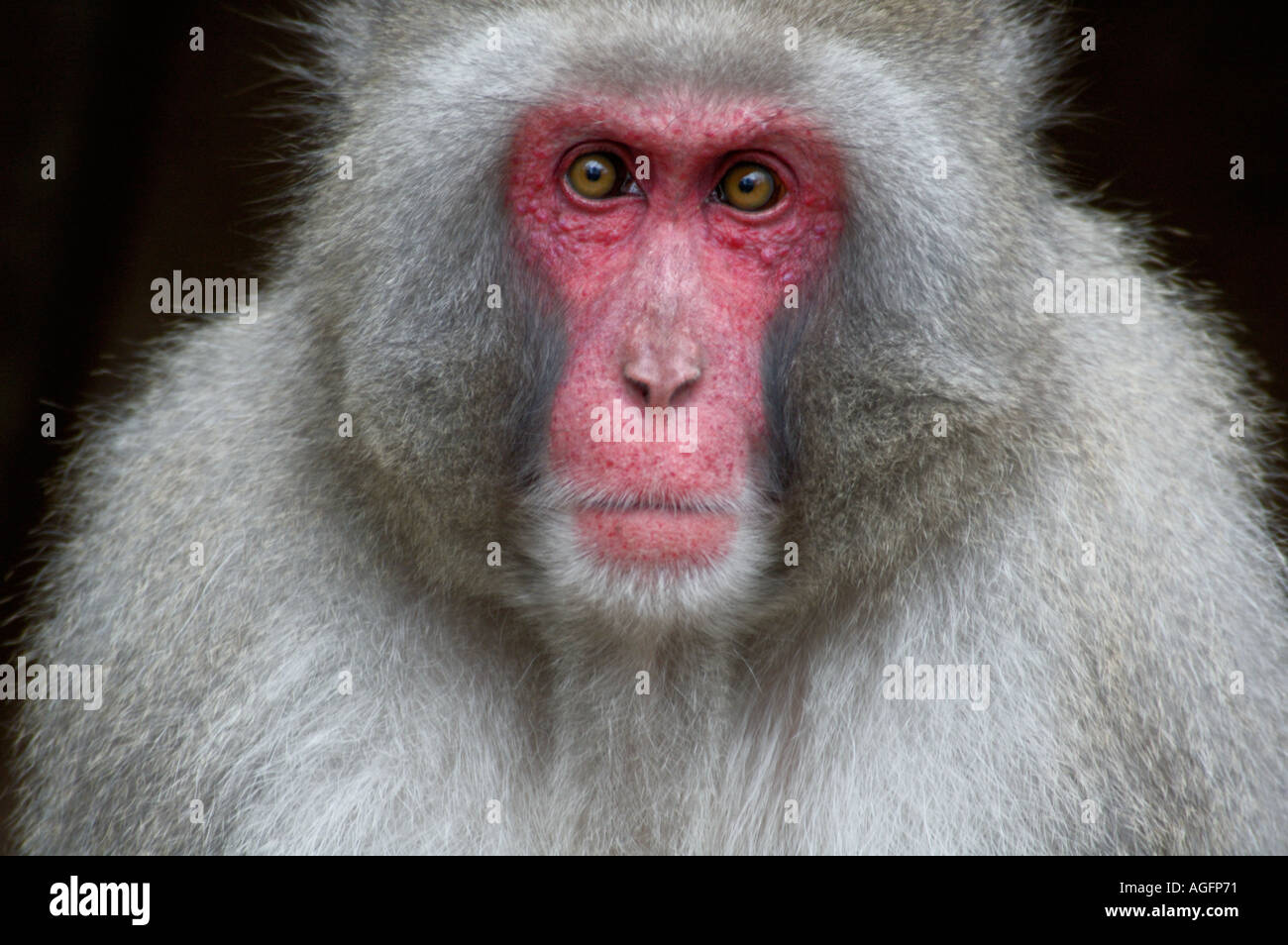 Red Faced Macaque Macaca Arctoides Stock Photo - Alamy