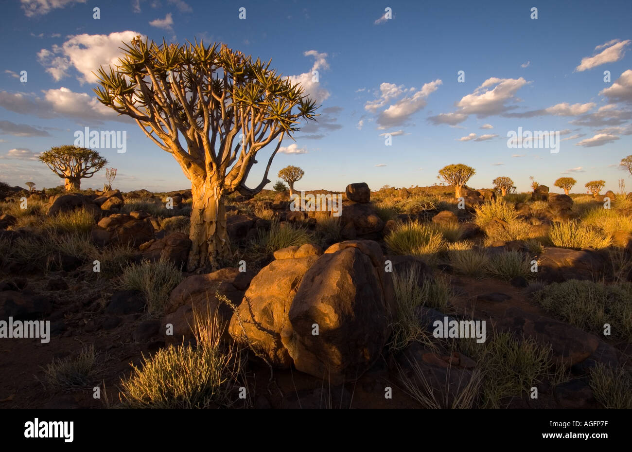Quivertrees just before sunset Stock Photo - Alamy