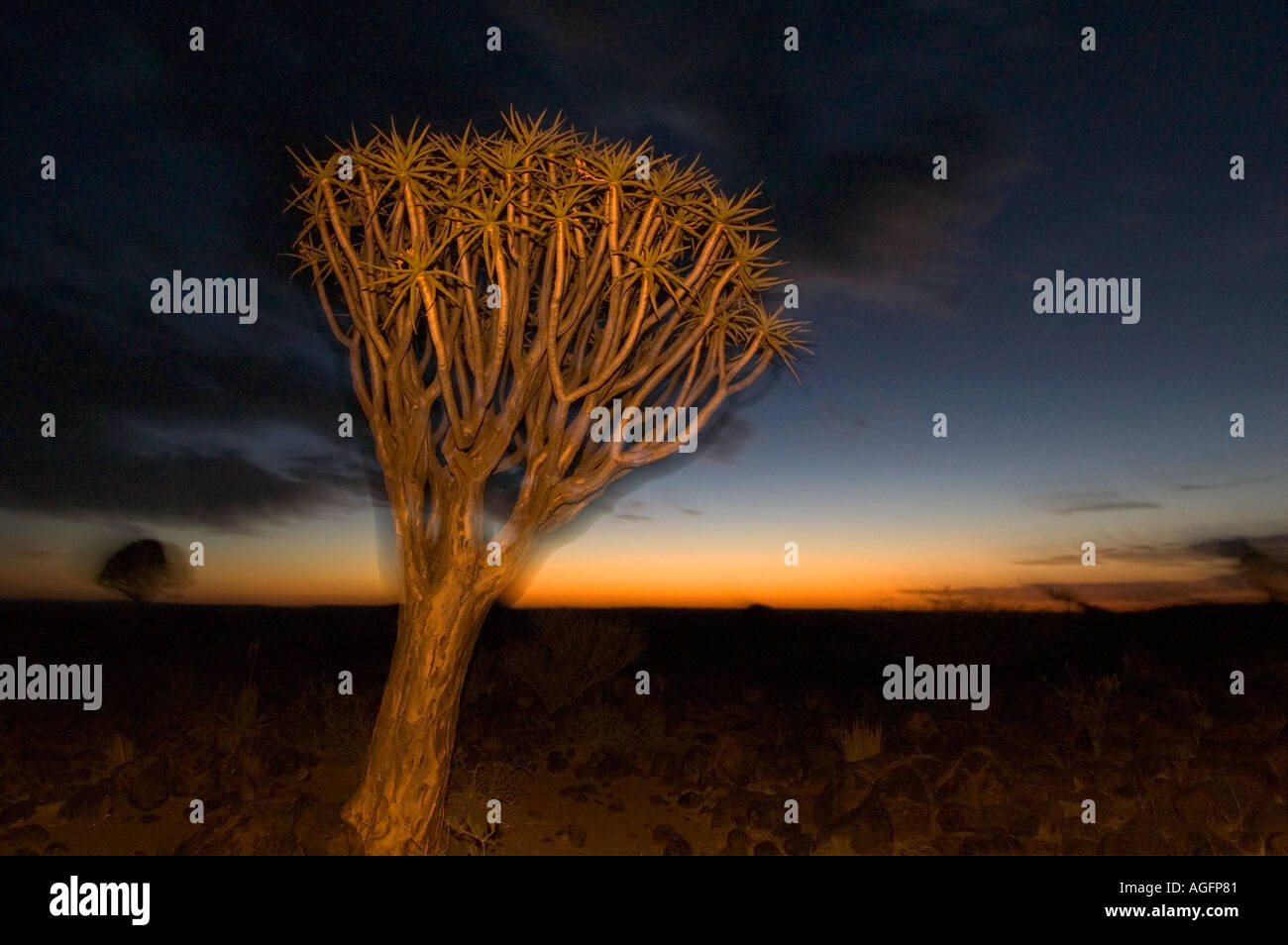 Quivertree forest at sunset hi-res stock photography and images - Alamy