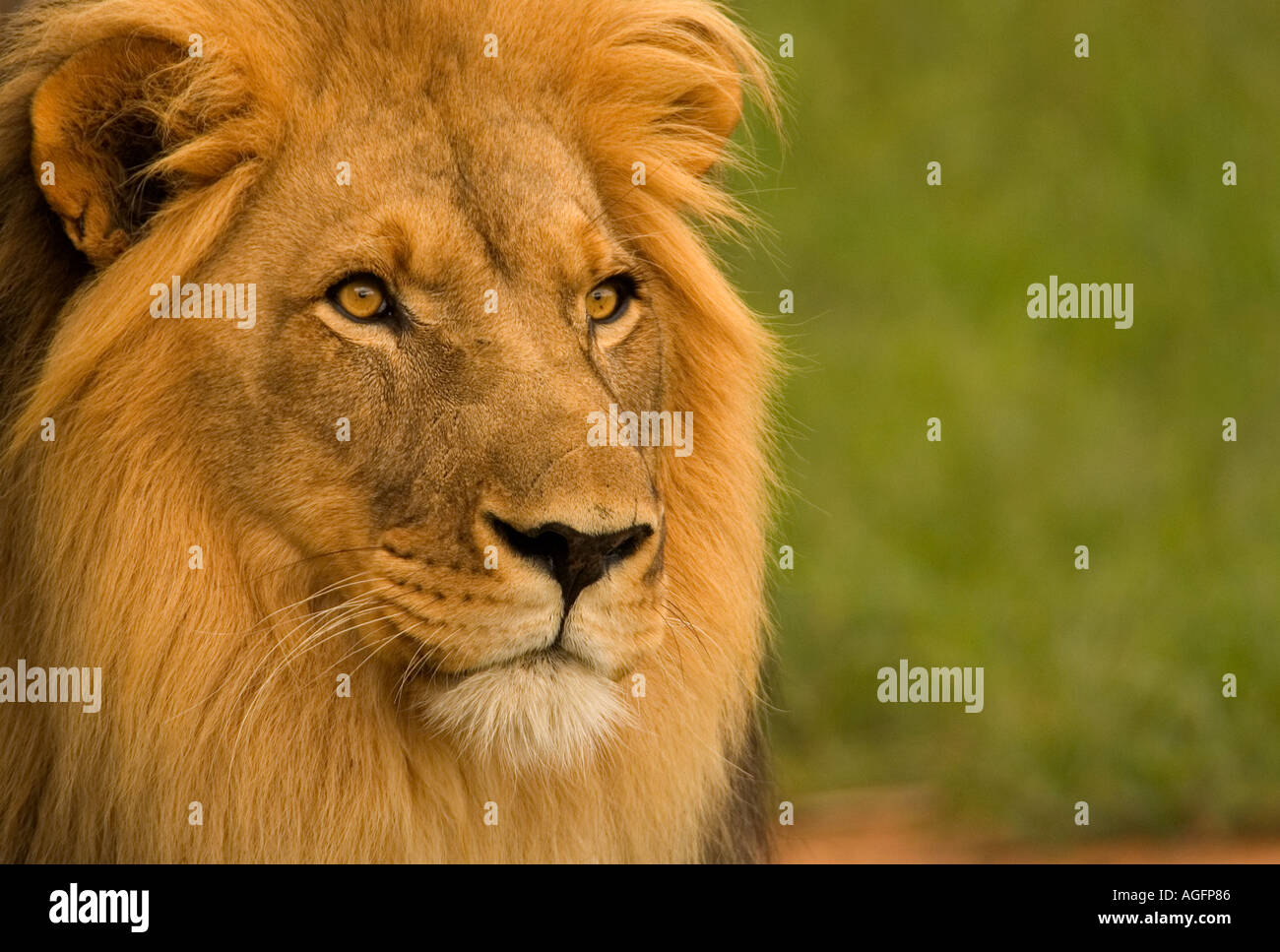 Male african lion looks hi-res stock photography and images - Alamy