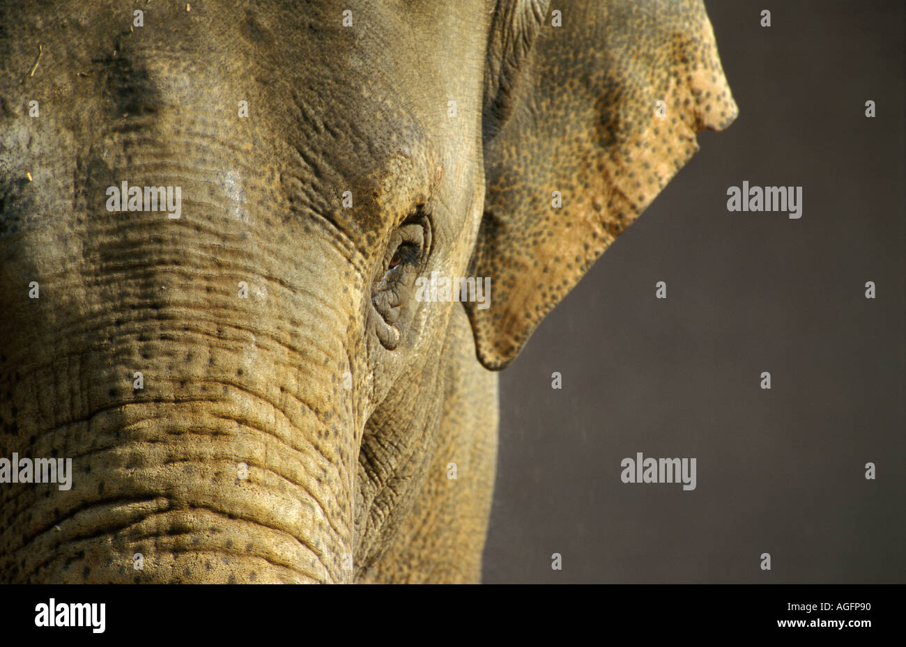 Indian elephant front view closeup hi-res stock photography and images ...