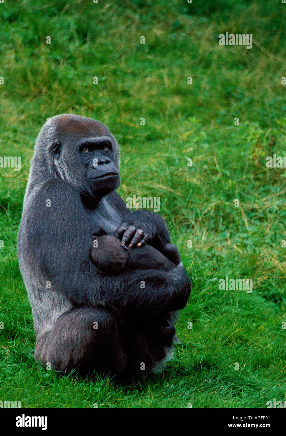 Western Lowland Gorilla Stock Photo - Alamy