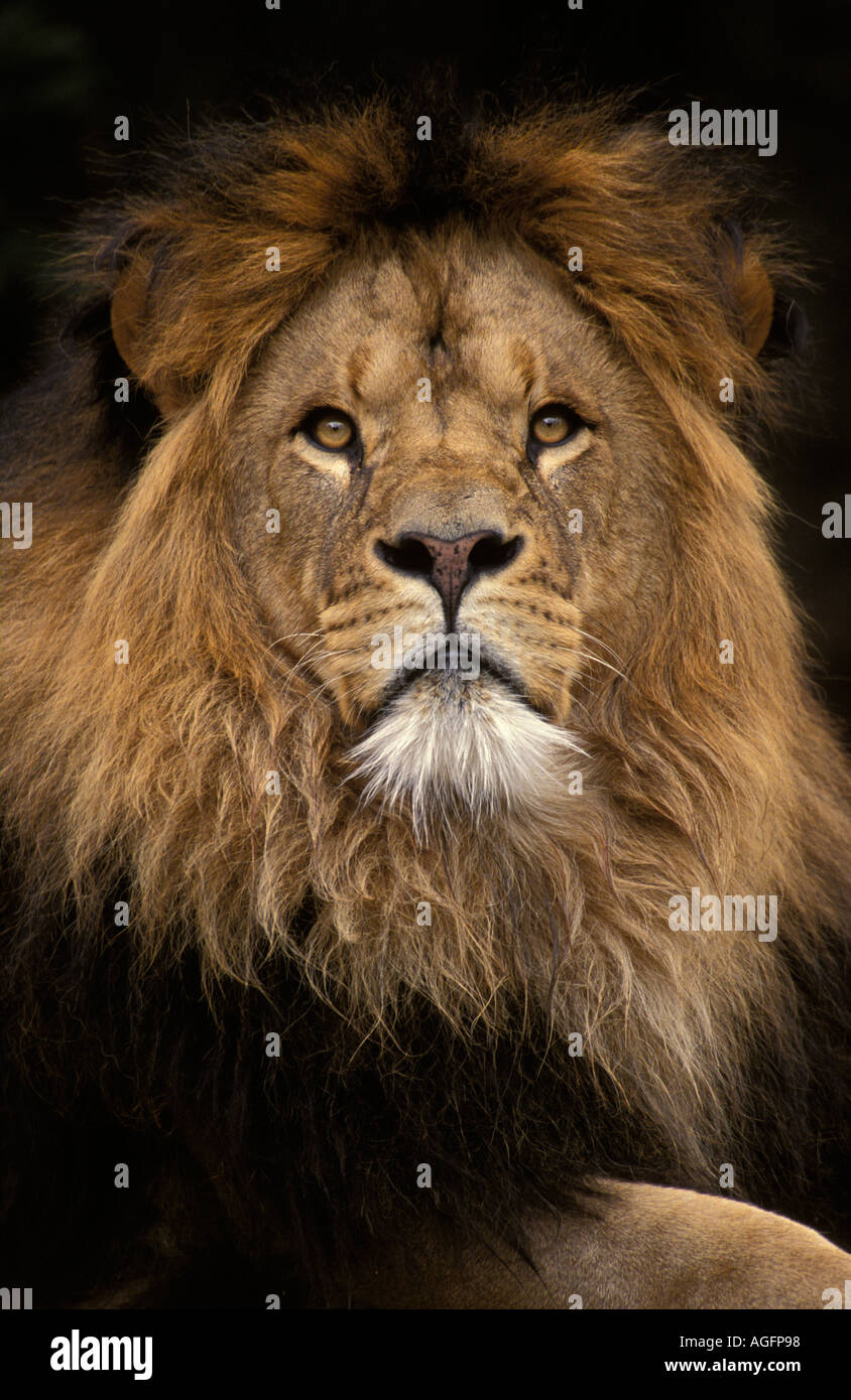 Invincible king hi-res stock photography and images - Alamy