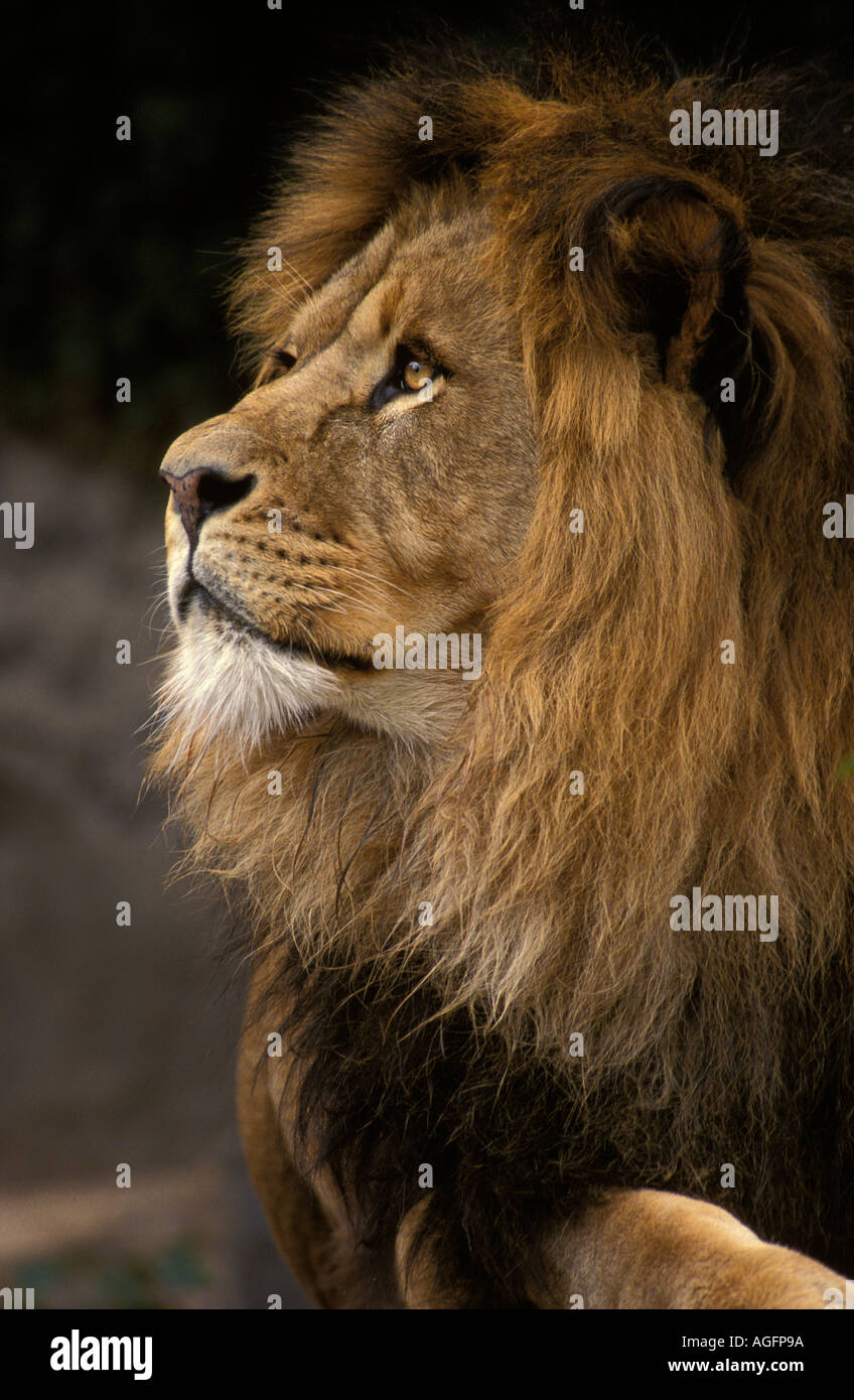 Lion profile hi-res stock photography and images - Alamy