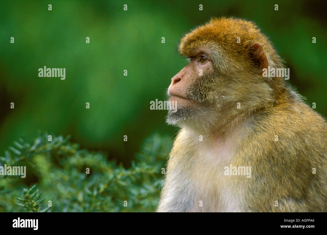 Understanding species hi-res stock photography and images - Alamy