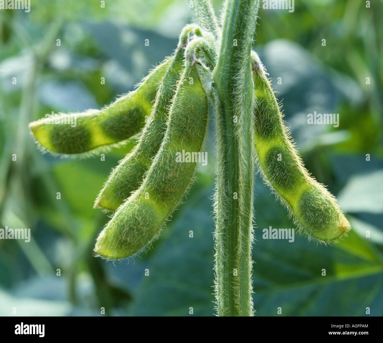 Soybean field stalk hi-res stock photography and images - Alamy