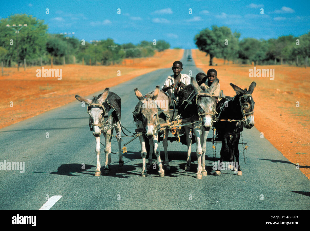 Donkeys and mules hi-res stock photography and images - Alamy