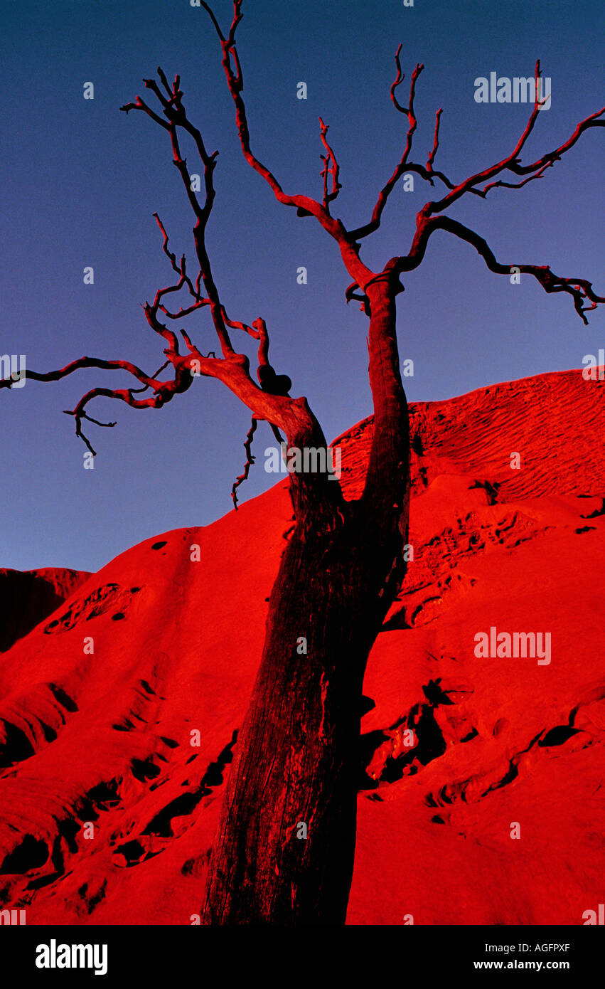 petrified tree in desert and Ayer´s Rock, Northern Territory, Australia ...