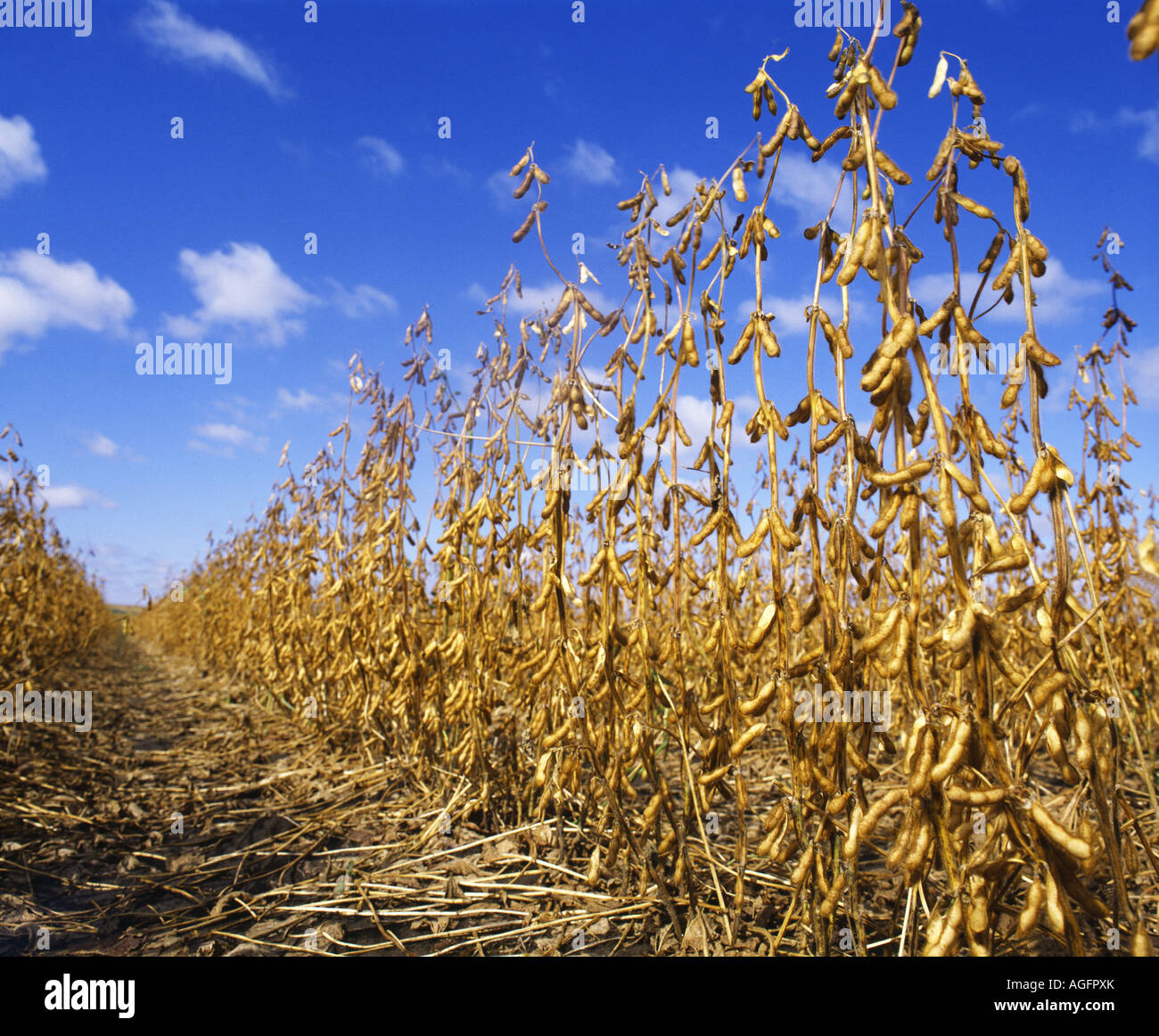 HARVEST READY SOYBEANS ILLINOIS Stock Photo - Alamy