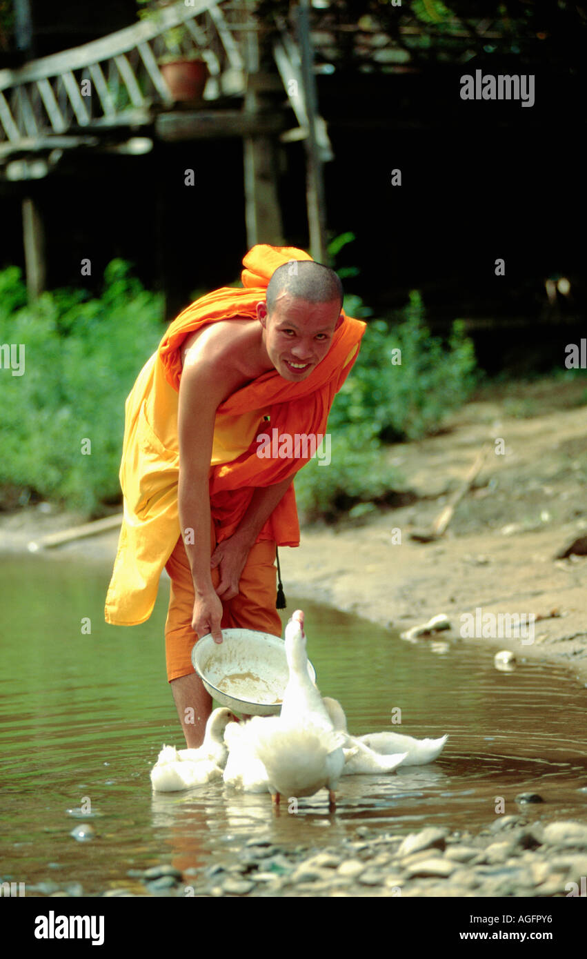 buddhist monk feeding ducks, Chang Rai, Thailand Stock Photo - Alamy