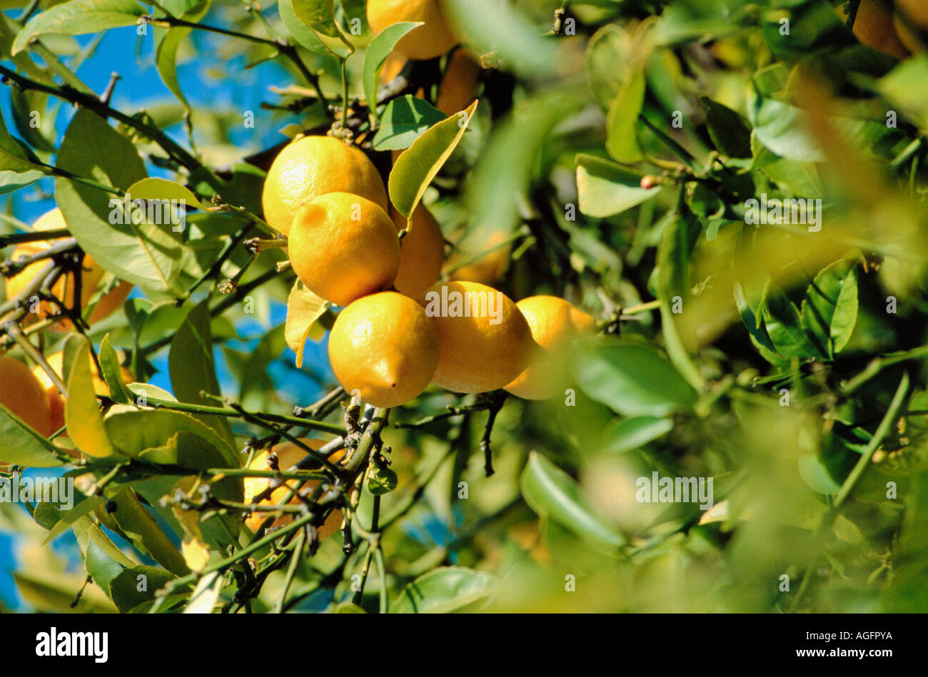 lemon tree, Australia Stock Photo - Alamy