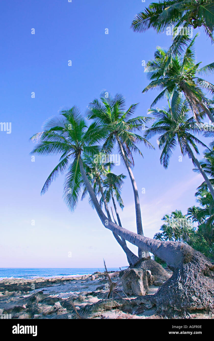 Palm Trees on Ocean Stock Photo - Alamy