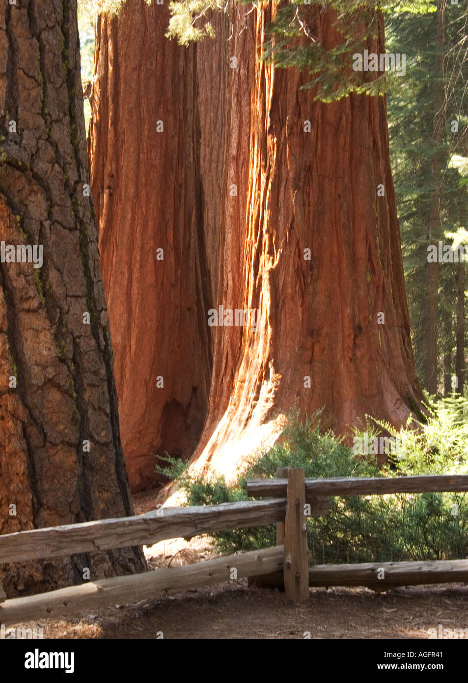 Giant Sequoia trees in Yosemite National Park in California Stock Photo ...