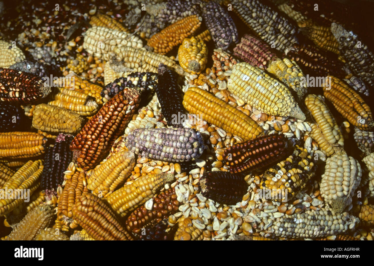 Bolivia corn hi-res stock photography and images - Alamy
