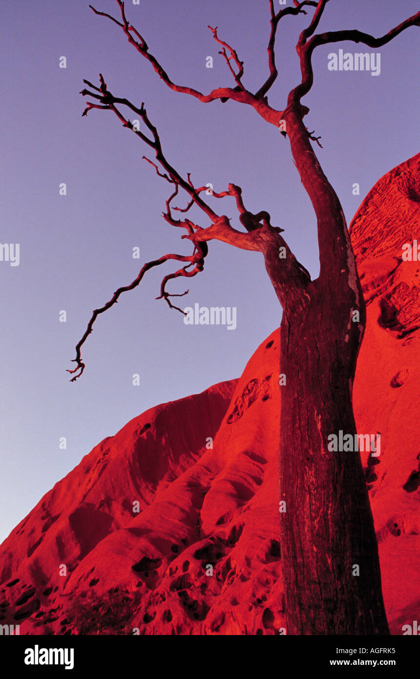 dead tree next to rock face (Ayers Rock), Northern Territory, Australia ...
