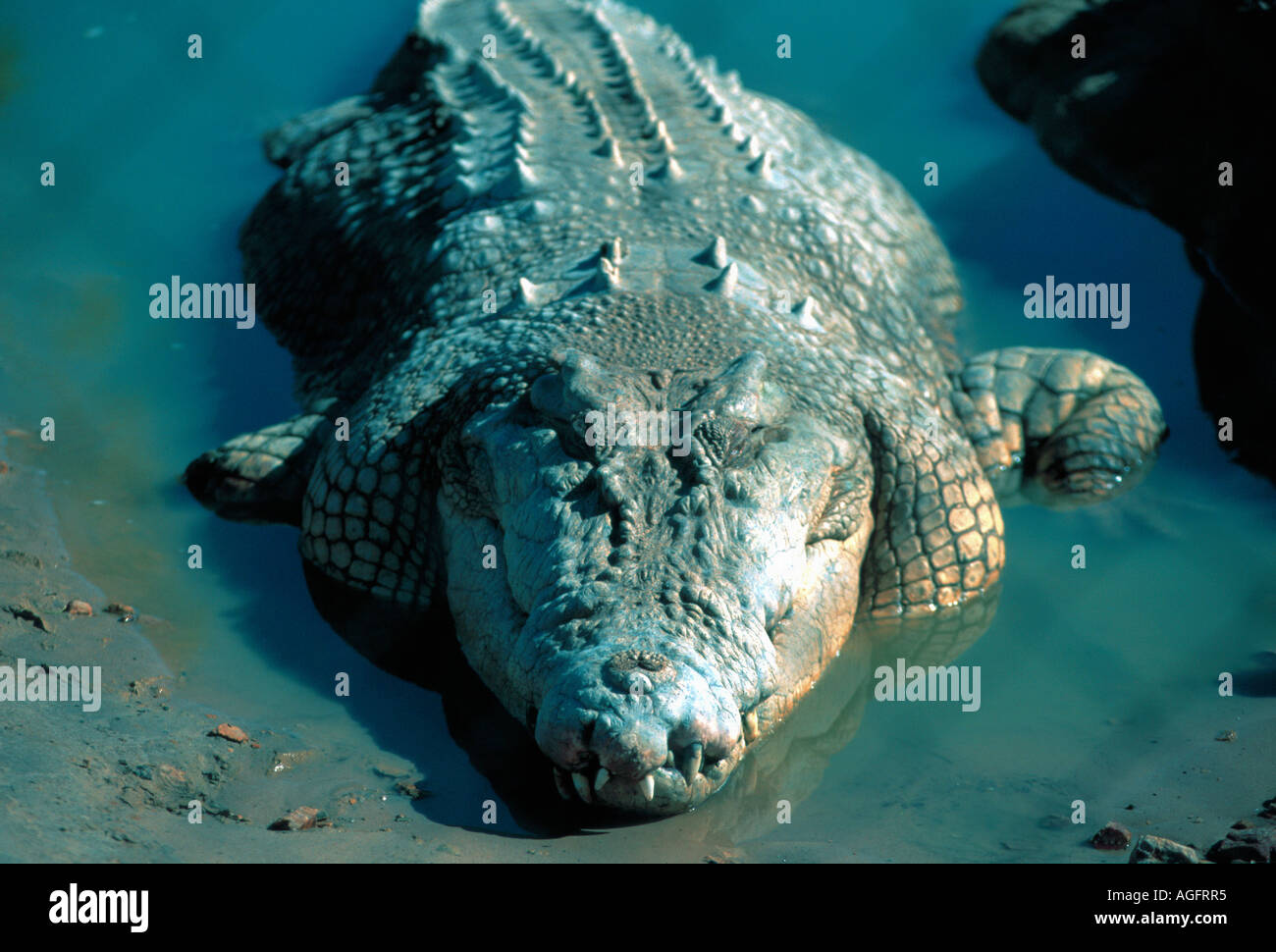 alligator in captivity, Australia Stock Photo - Alamy