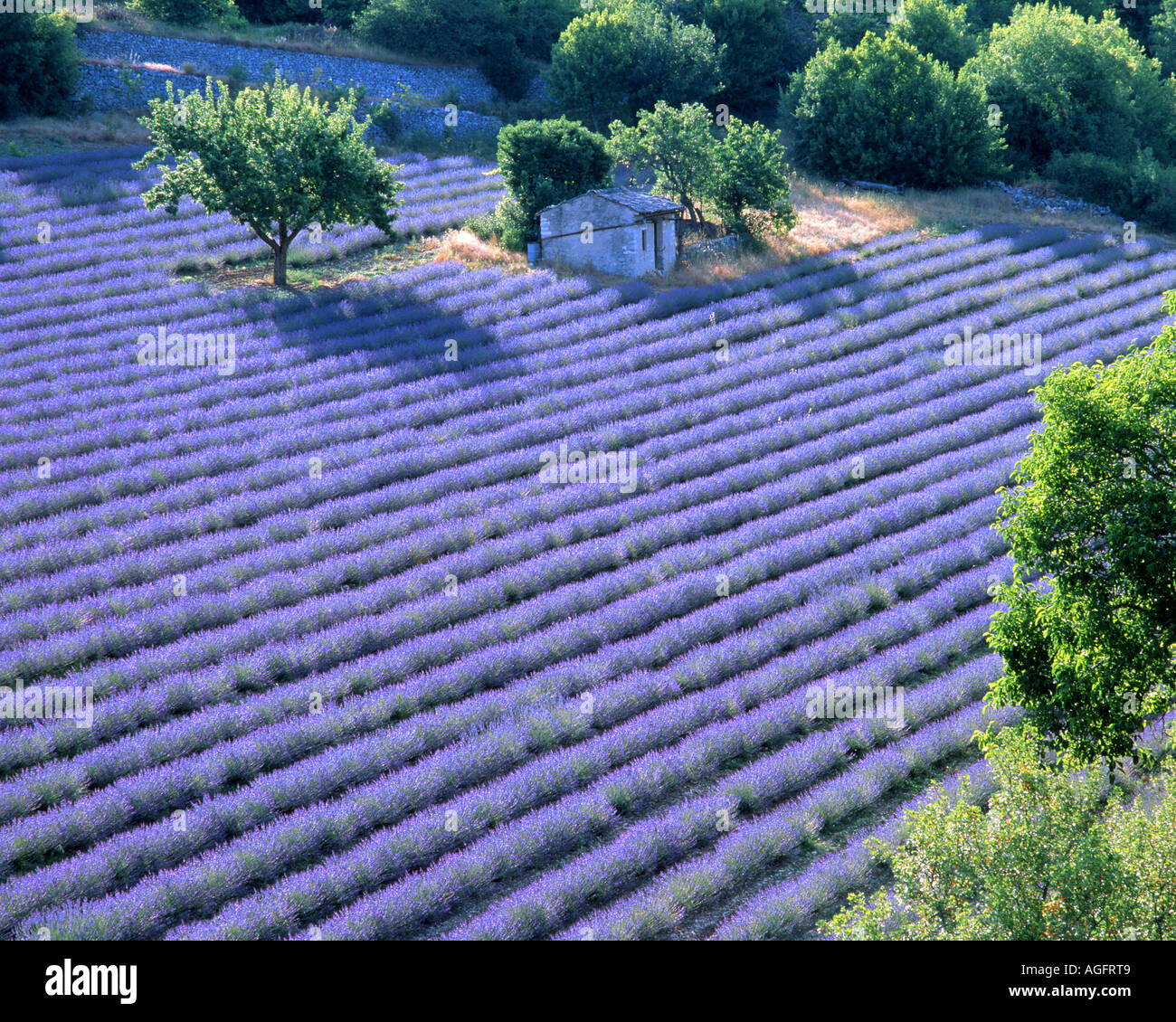 Lavender field hi-res stock photography and images - Alamy
