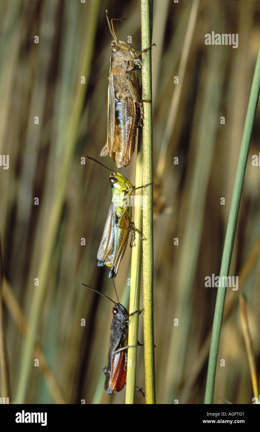 Bavarian grasshopper hi-res stock photography and images - Alamy