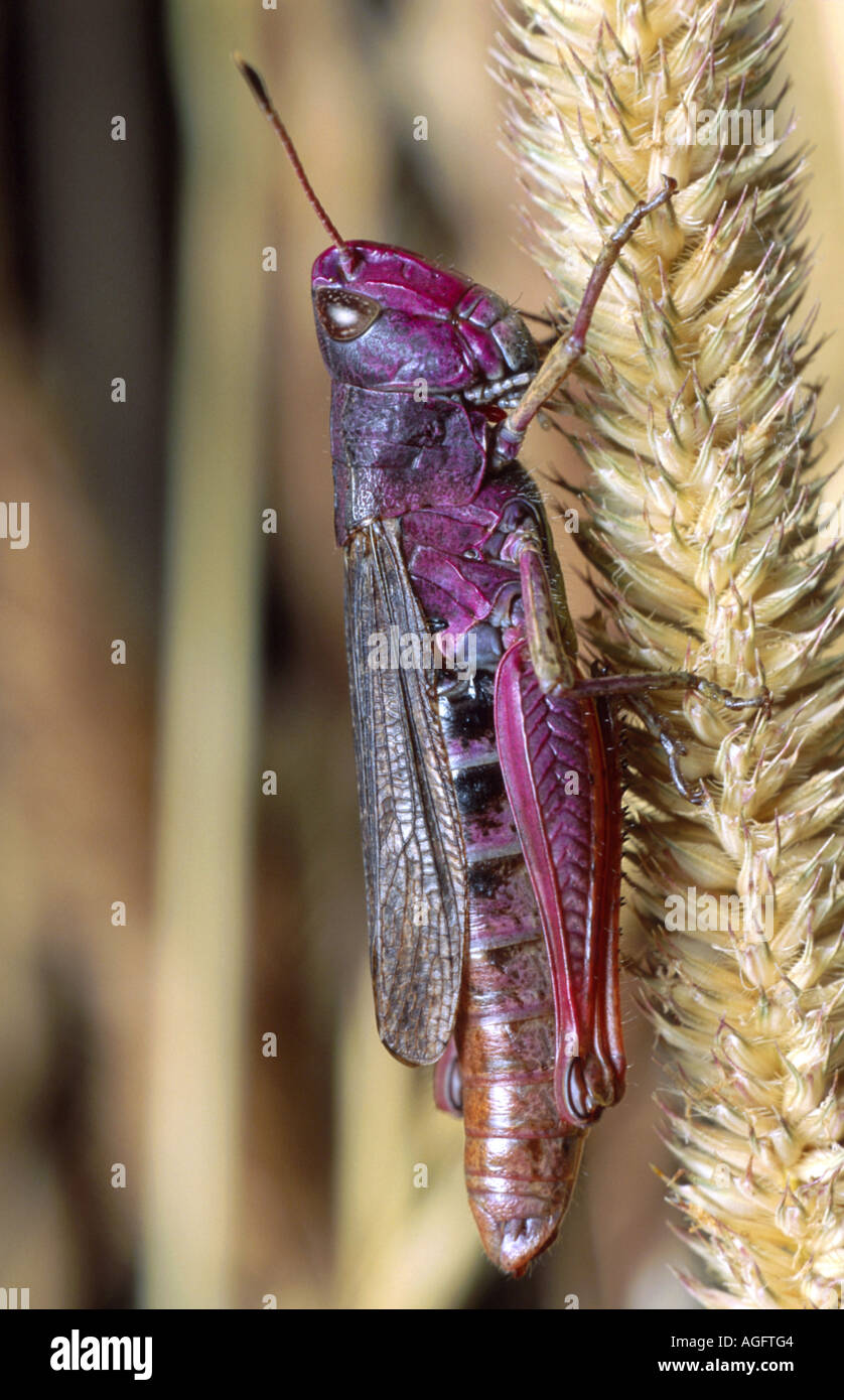 Bavarian grasshopper hi-res stock photography and images - Alamy