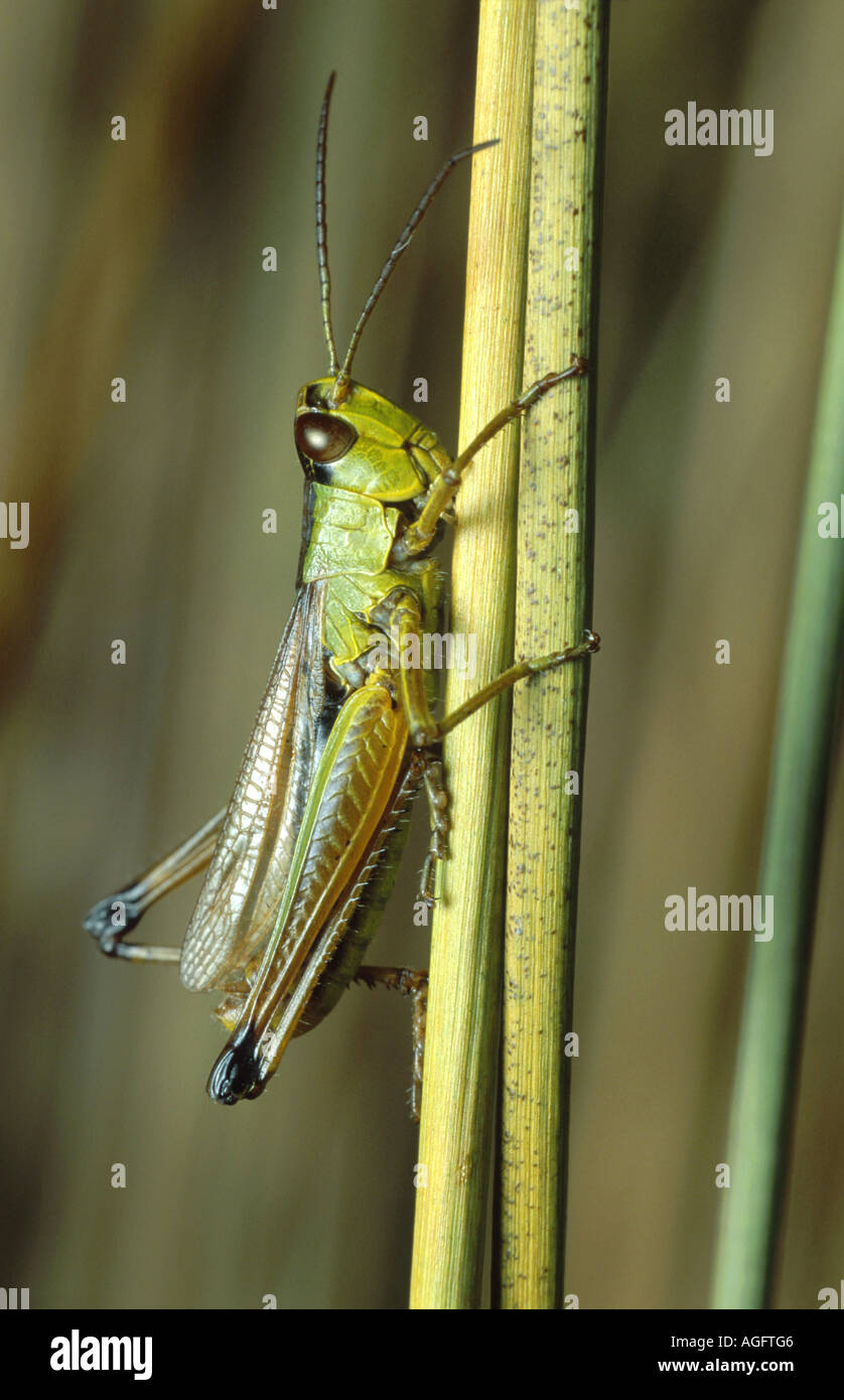 Bavarian grasshopper hi-res stock photography and images - Alamy