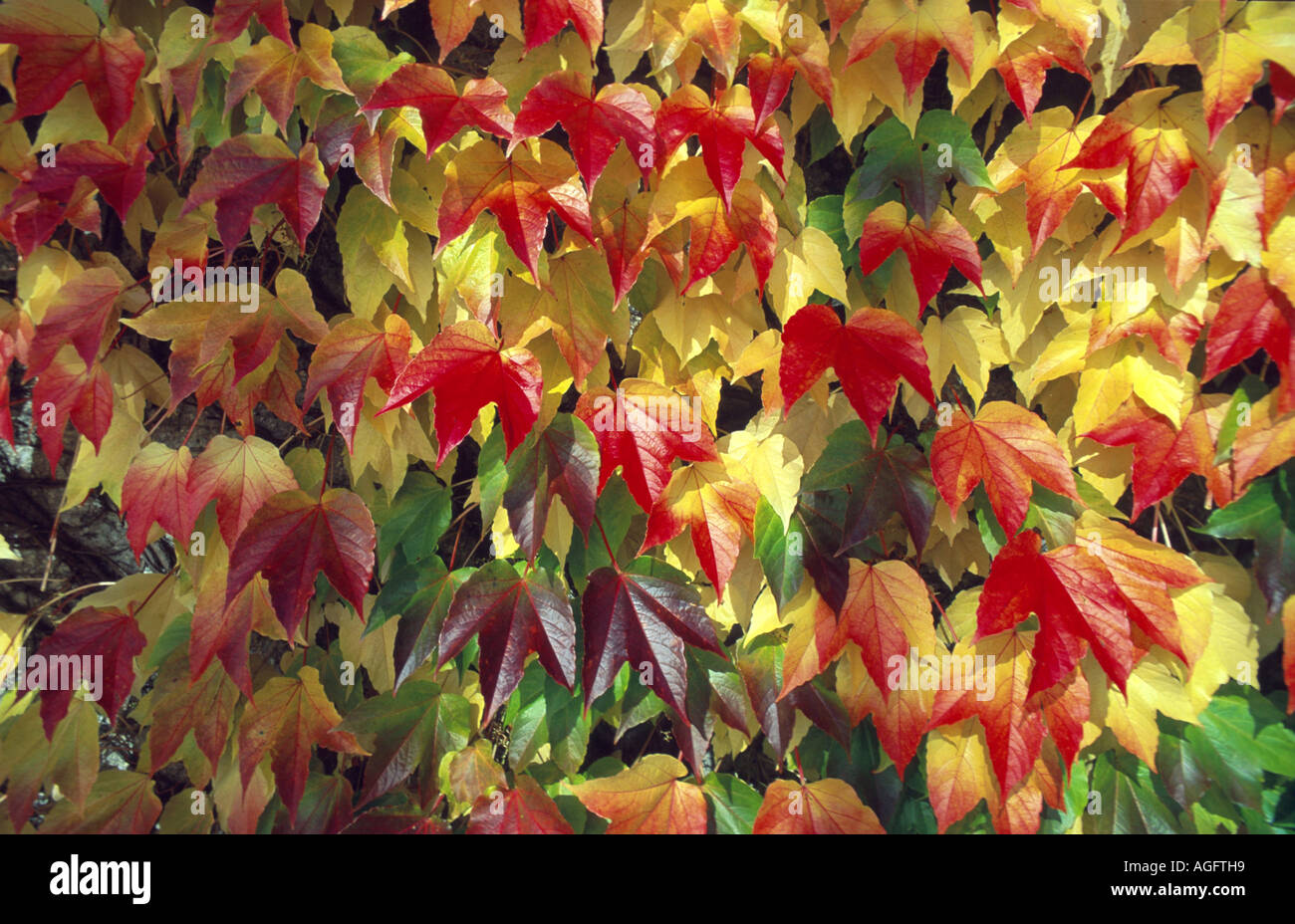 Boston ivy, Japanese creeper (Parthenocissus tricuspidata), leaves in ...