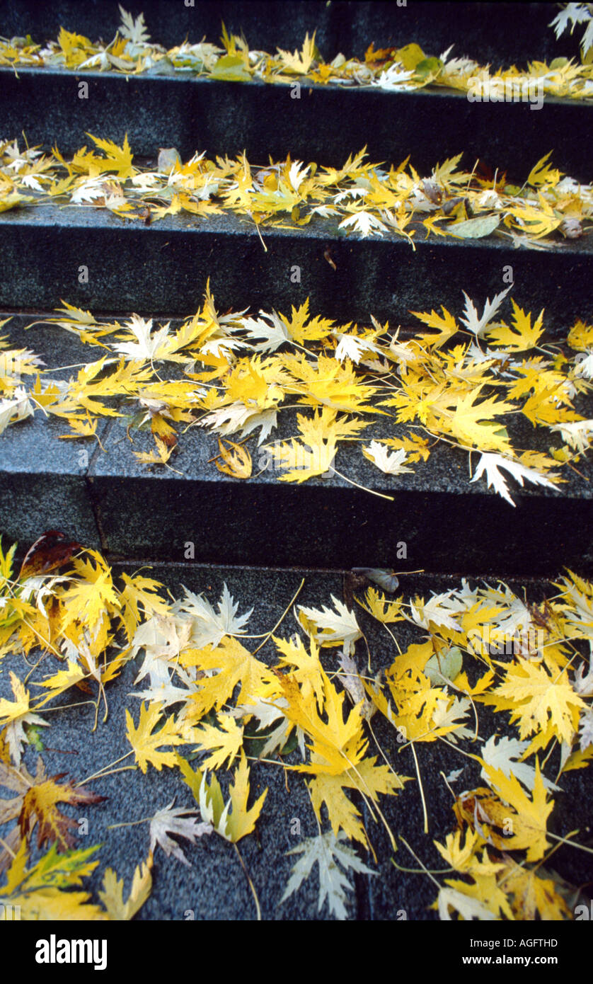 Silver leaved maple hi-res stock photography and images - Alamy
