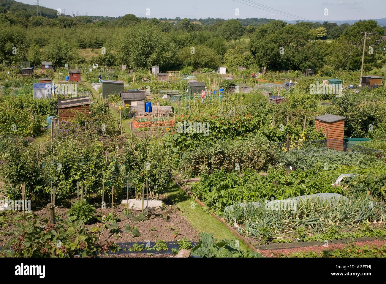ALLOTMENTS GARDENS THORNBURY BRISTOL ENGLAND Stock Photo - Alamy