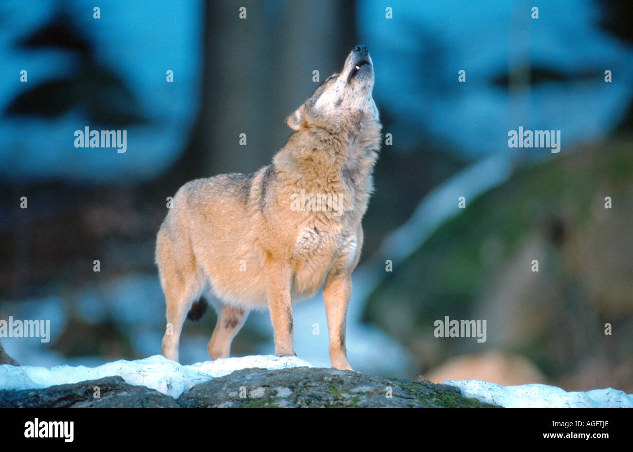 European gray wolf (Canis lupus lupus), howling, captive Stock Photo ...
