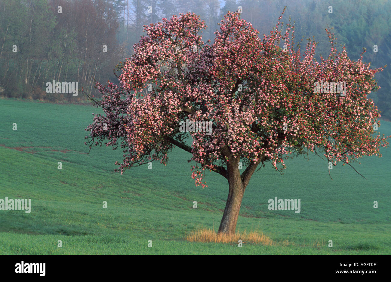 apple tree (Malus domestica), blooming, Germany, Bavaria, Spessart ...