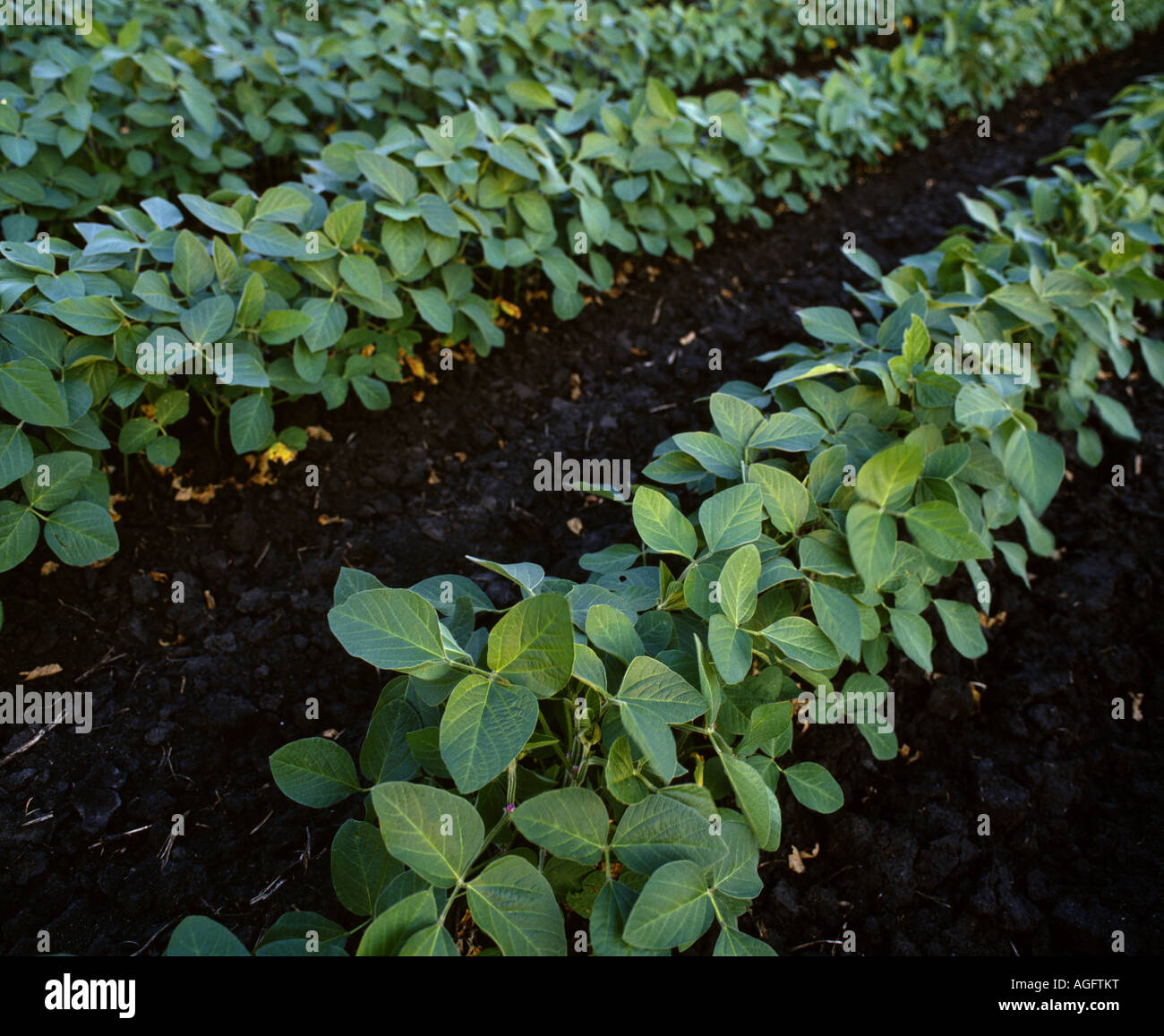 Developing soybean hi-res stock photography and images - Alamy