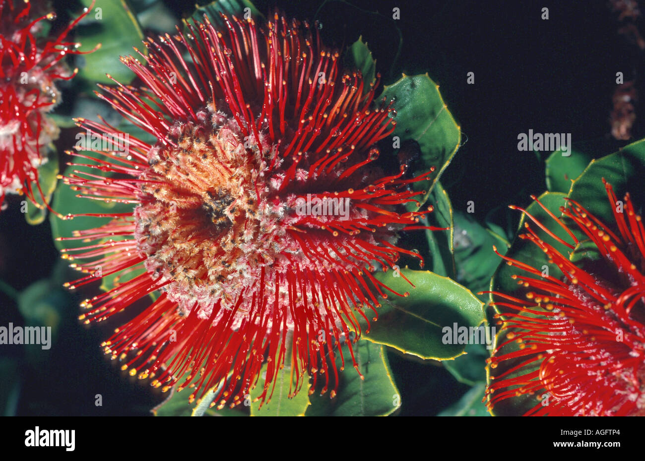scarlet banksia (Banksia coccinea), inflorescence Stock Photo - Alamy