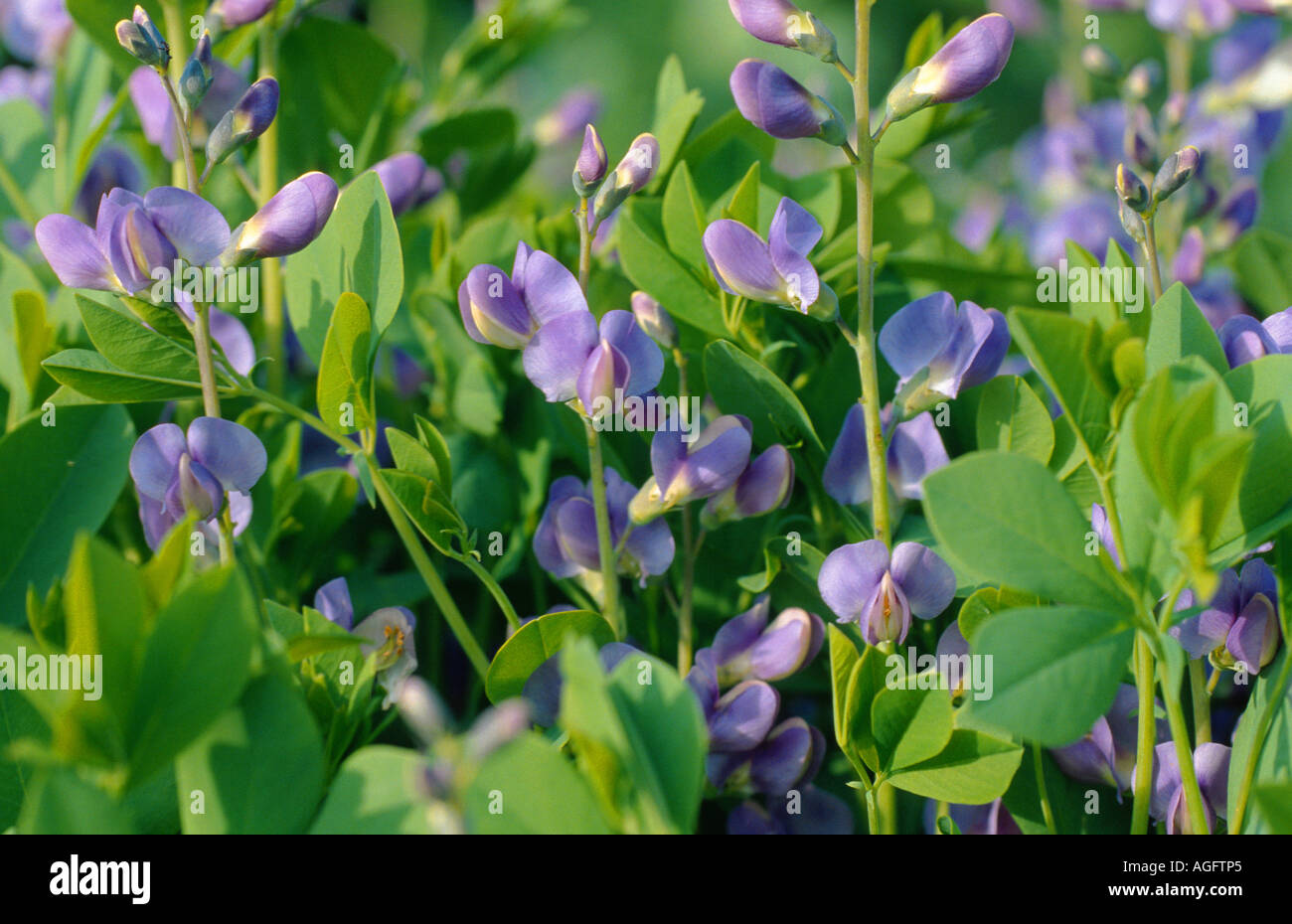 blue wild indigo, wild false indigo (Baptisia australis), blooming ...