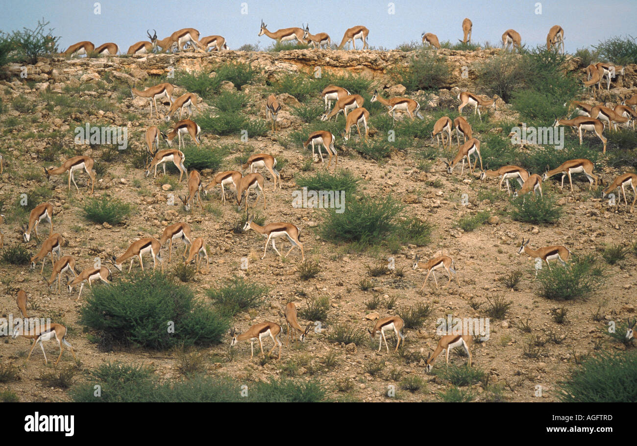 springbuck, springbok (Antidorcas marsupialis), browsing group, South ...