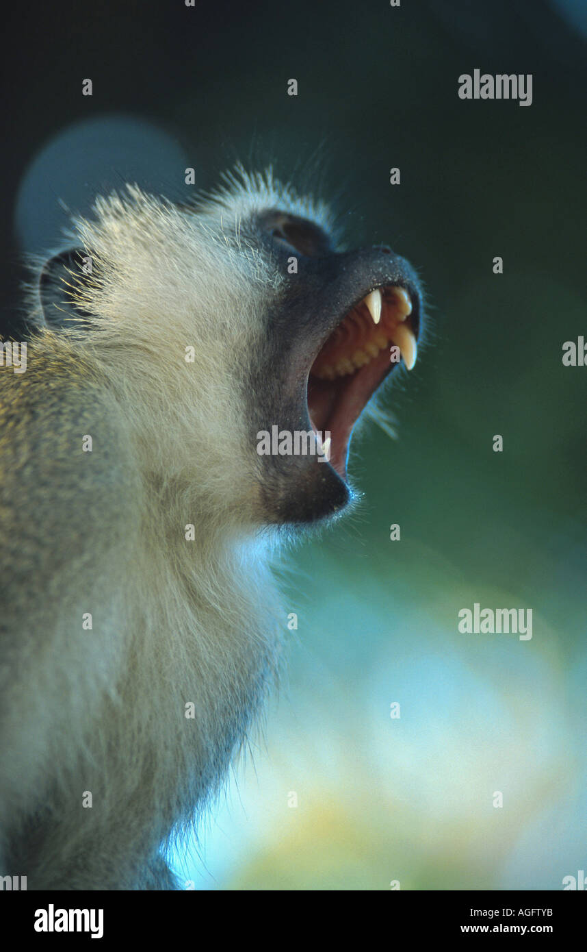 Monkeys Showing Teeth High Resolution Stock Photography and Images - Alamy