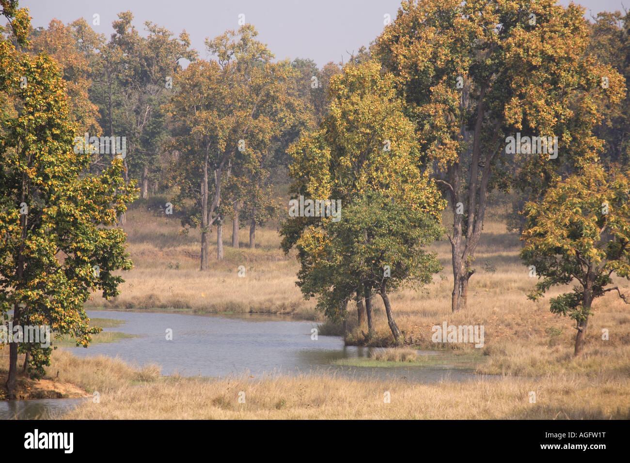 Jungle kanha national park trees High Resolution Stock Photography and ...