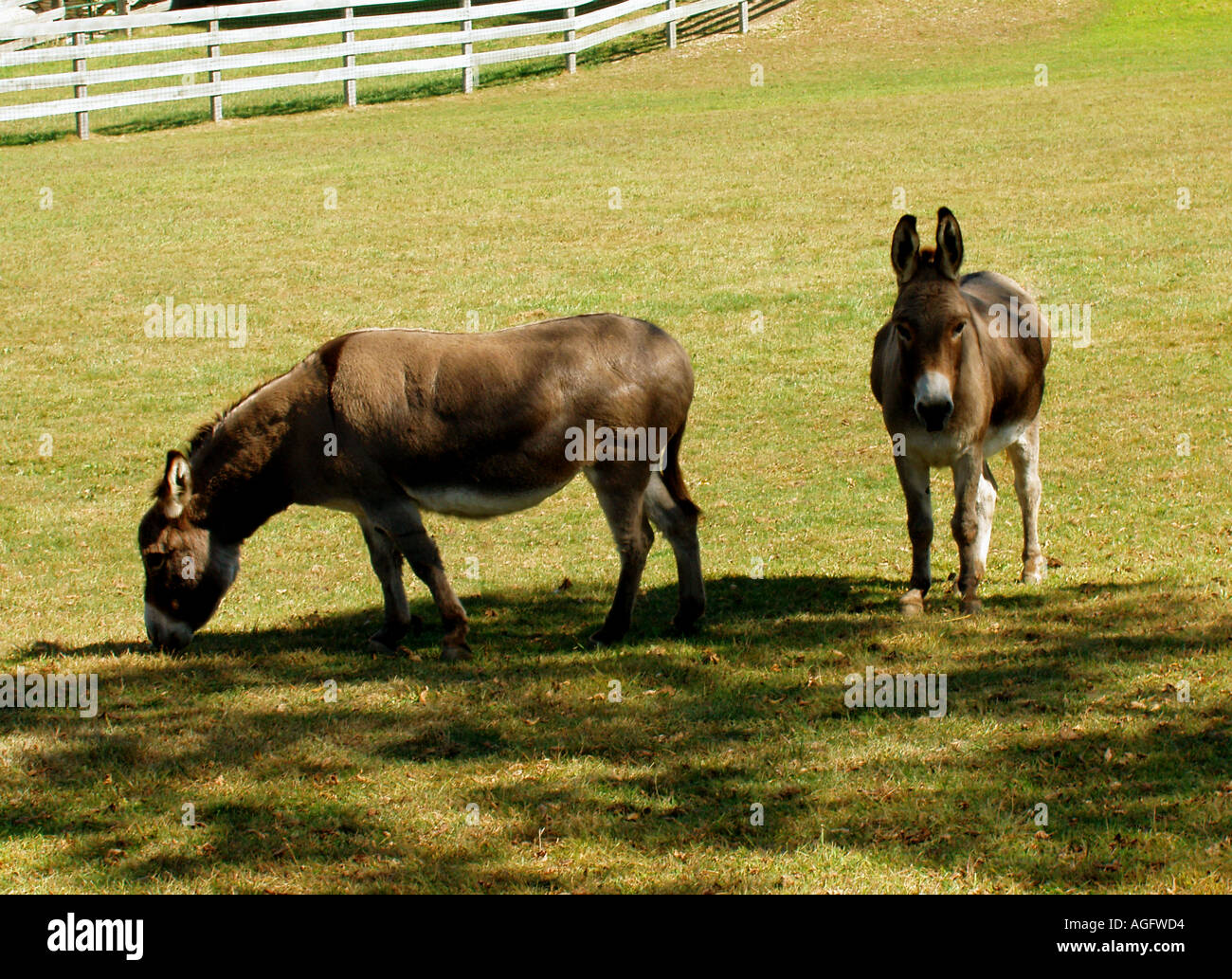 Strong donkey hi-res stock photography and images - Alamy