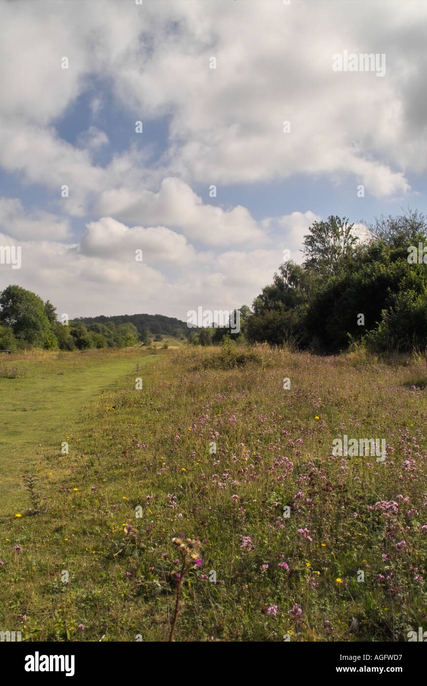 Grassland in Box Hill Area Surrey Stock Photo - Alamy