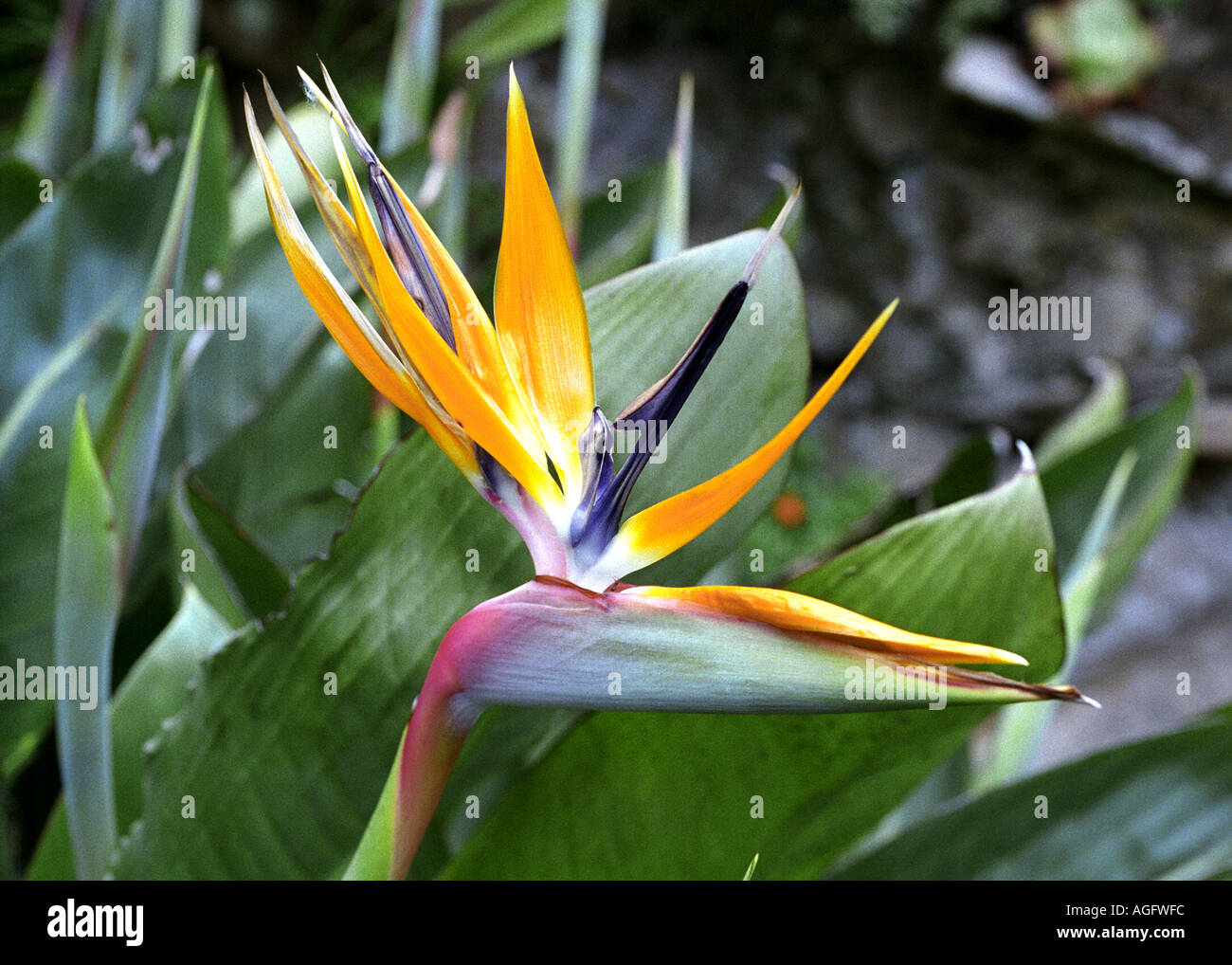 Piesang strelitzia reginae hi-res stock photography and images - Alamy