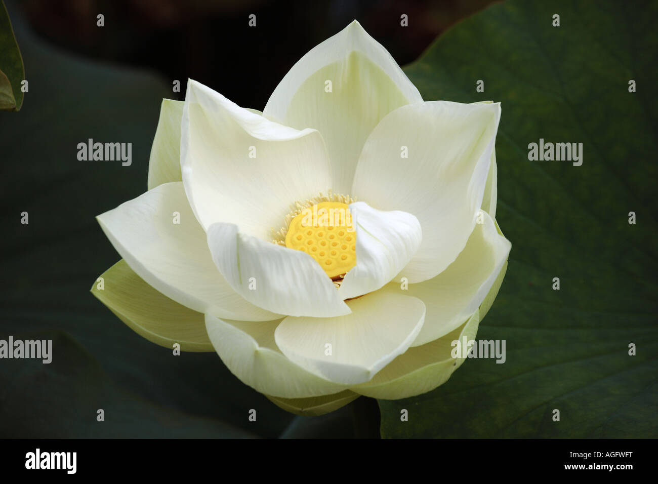 Nelumbo lutea Persoon, American Lotus, Yellow Lotus, Water chinquapin ...