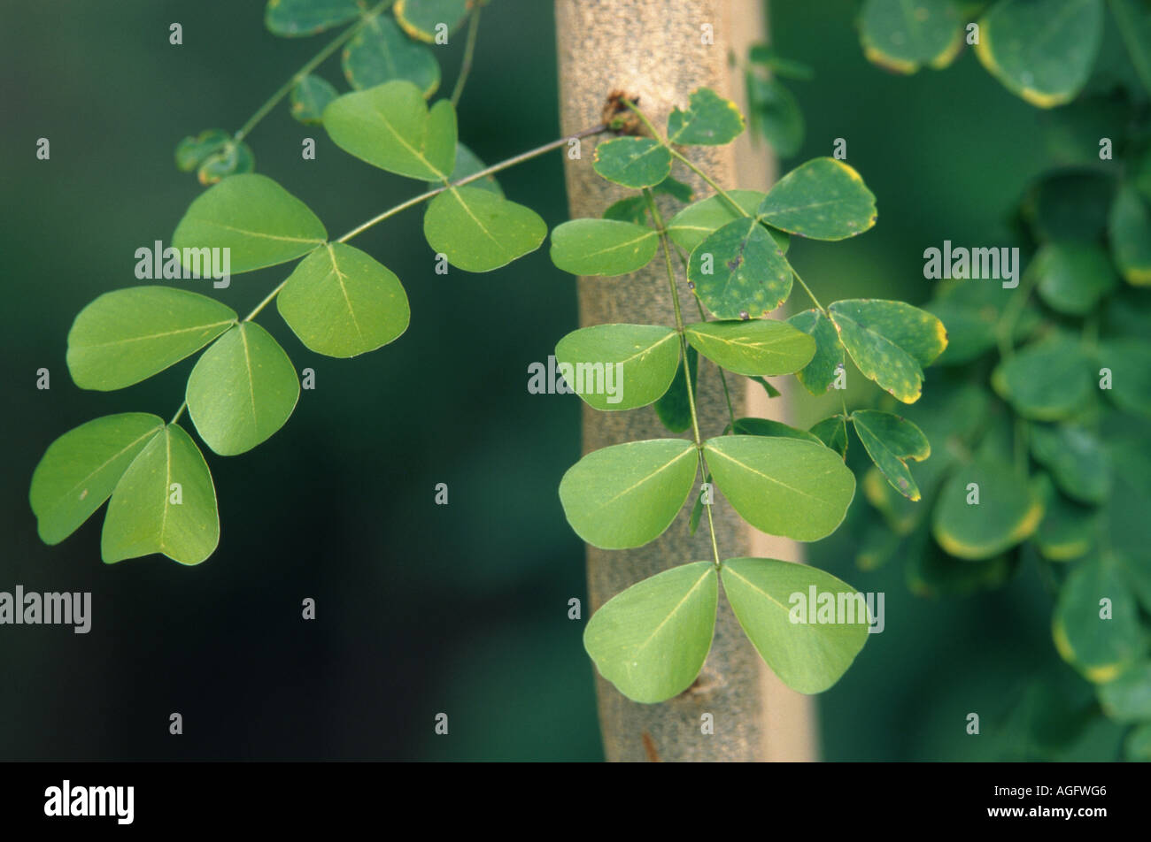 Logwood tree hi-res stock photography and images - Alamy