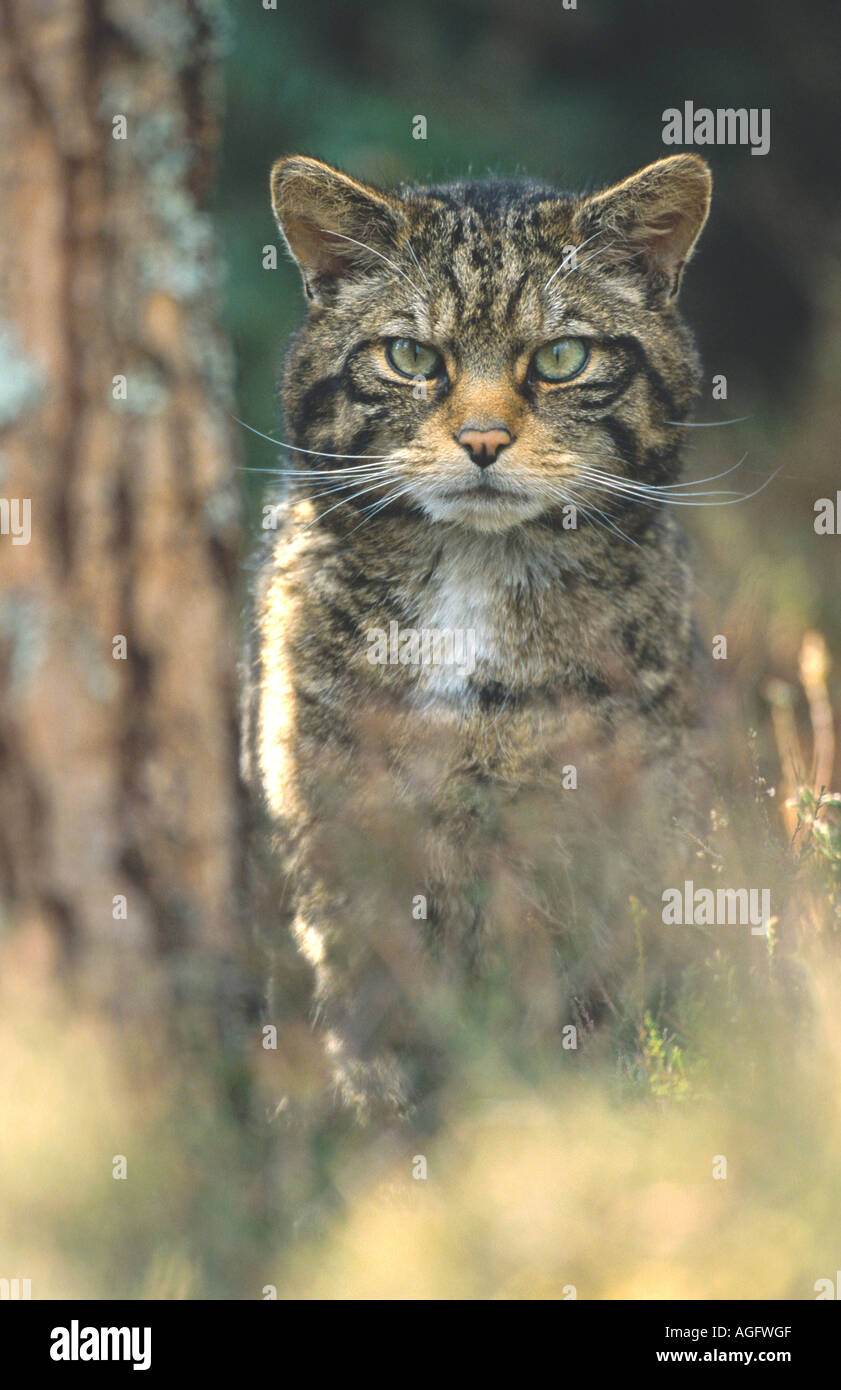 Wildcats cairngorms hi-res stock photography and images - Alamy