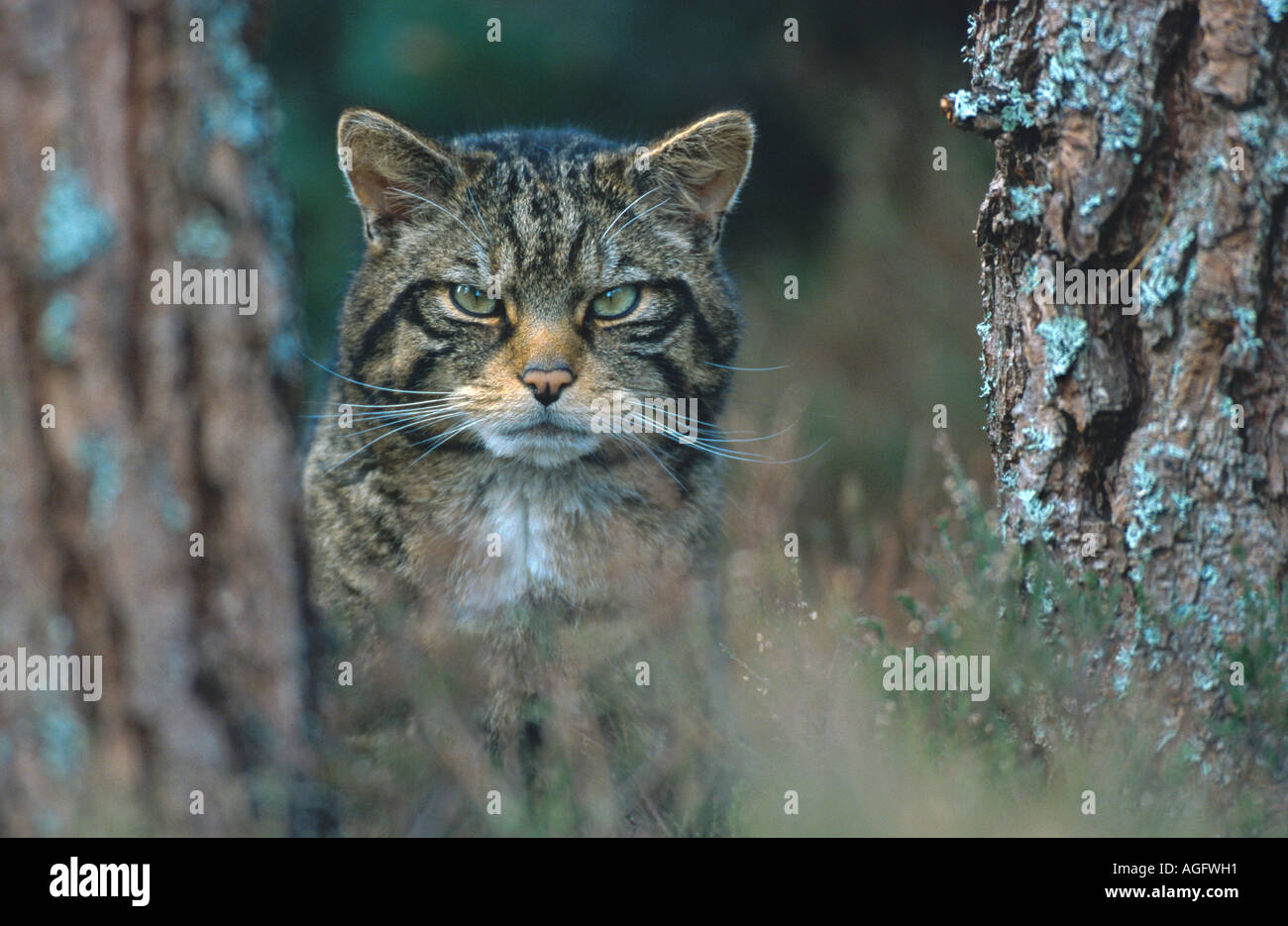 Wildcats cairngorms hi-res stock photography and images - Alamy