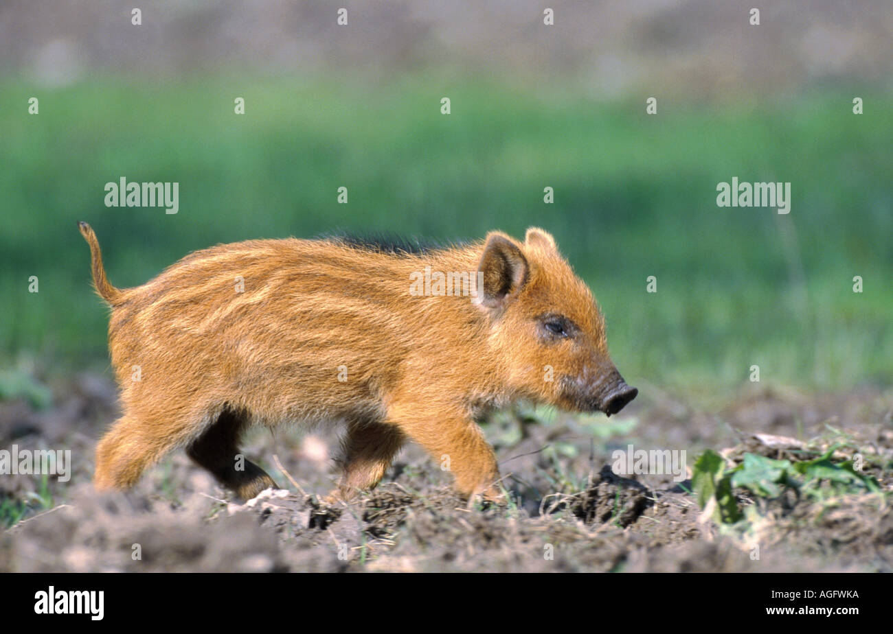 Running shoat hi-res stock photography and images - Alamy