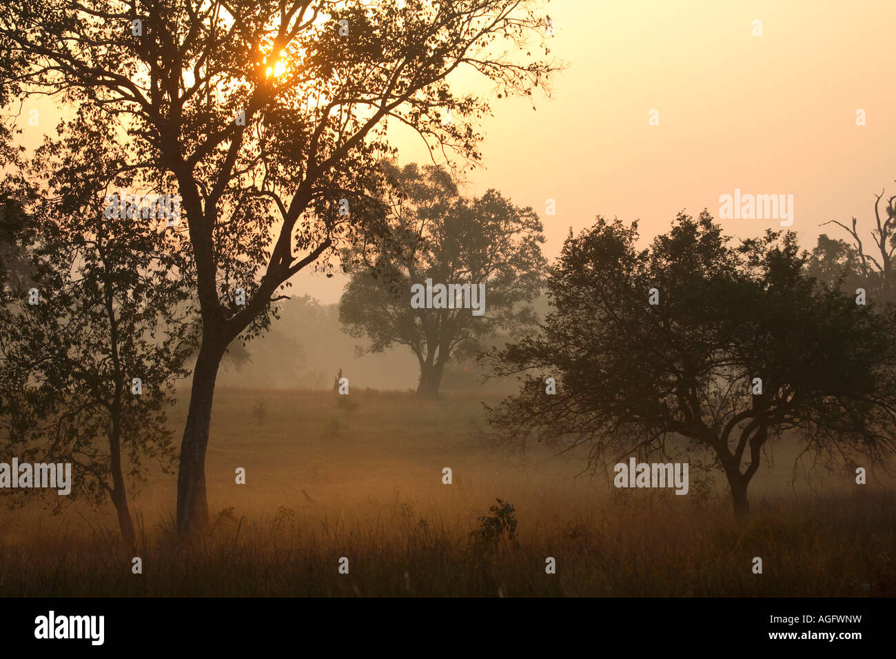Jungle kanha national park trees High Resolution Stock Photography and ...