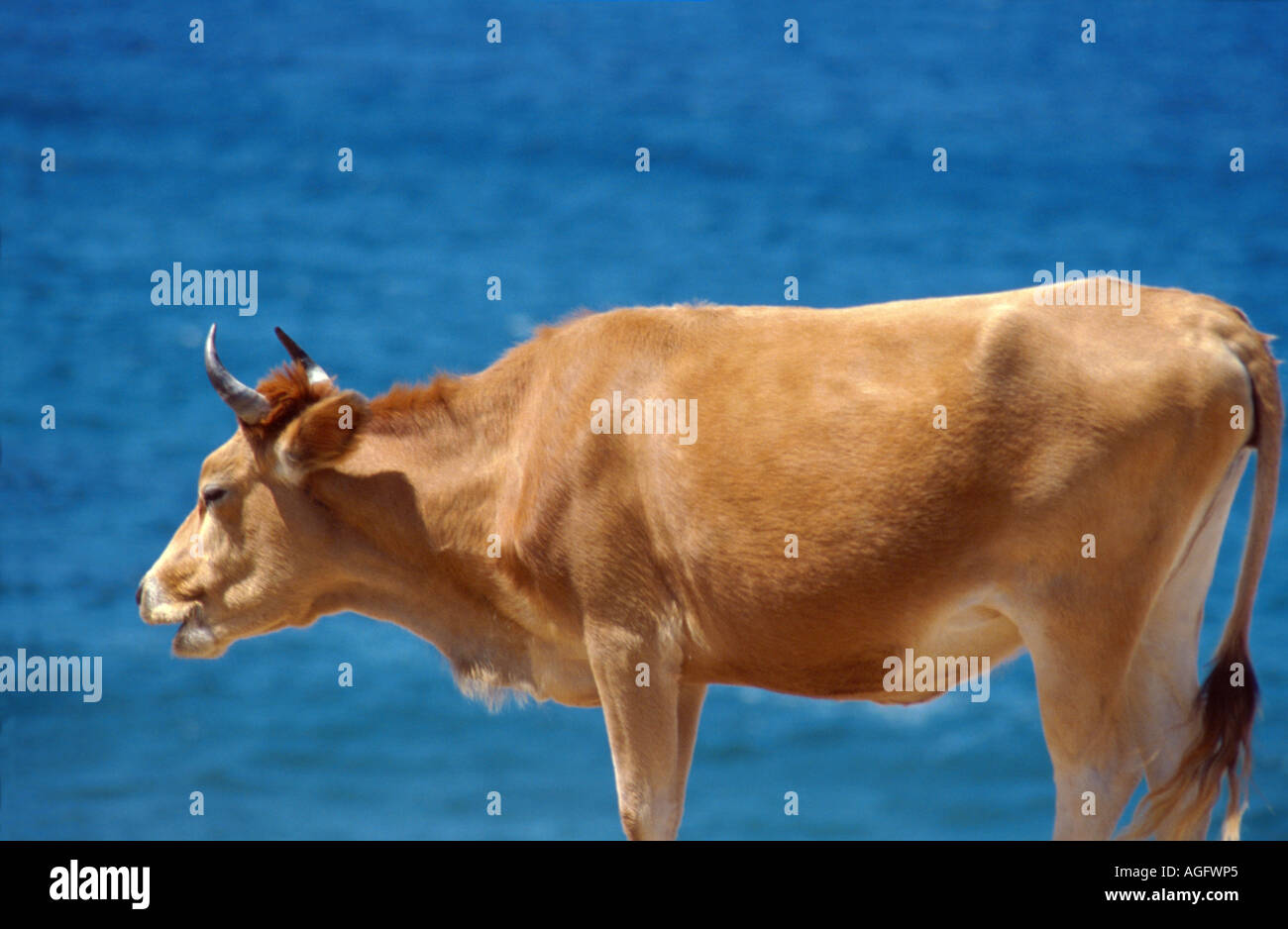 Corsican cattle hi-res stock photography and images - Alamy