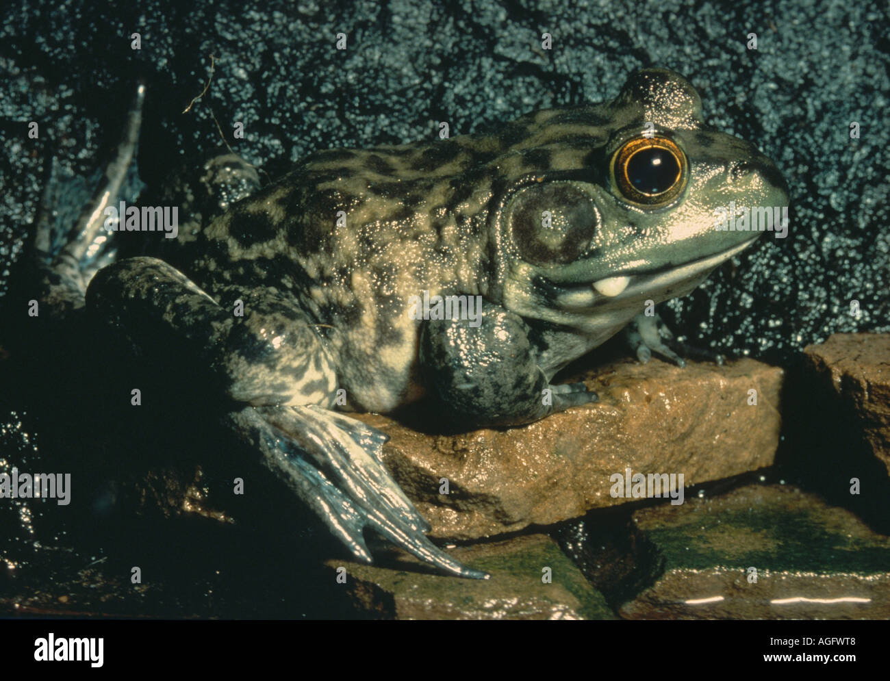 bullfrog, American bullfrog (Rana catesbeiana Stock Photo - Alamy