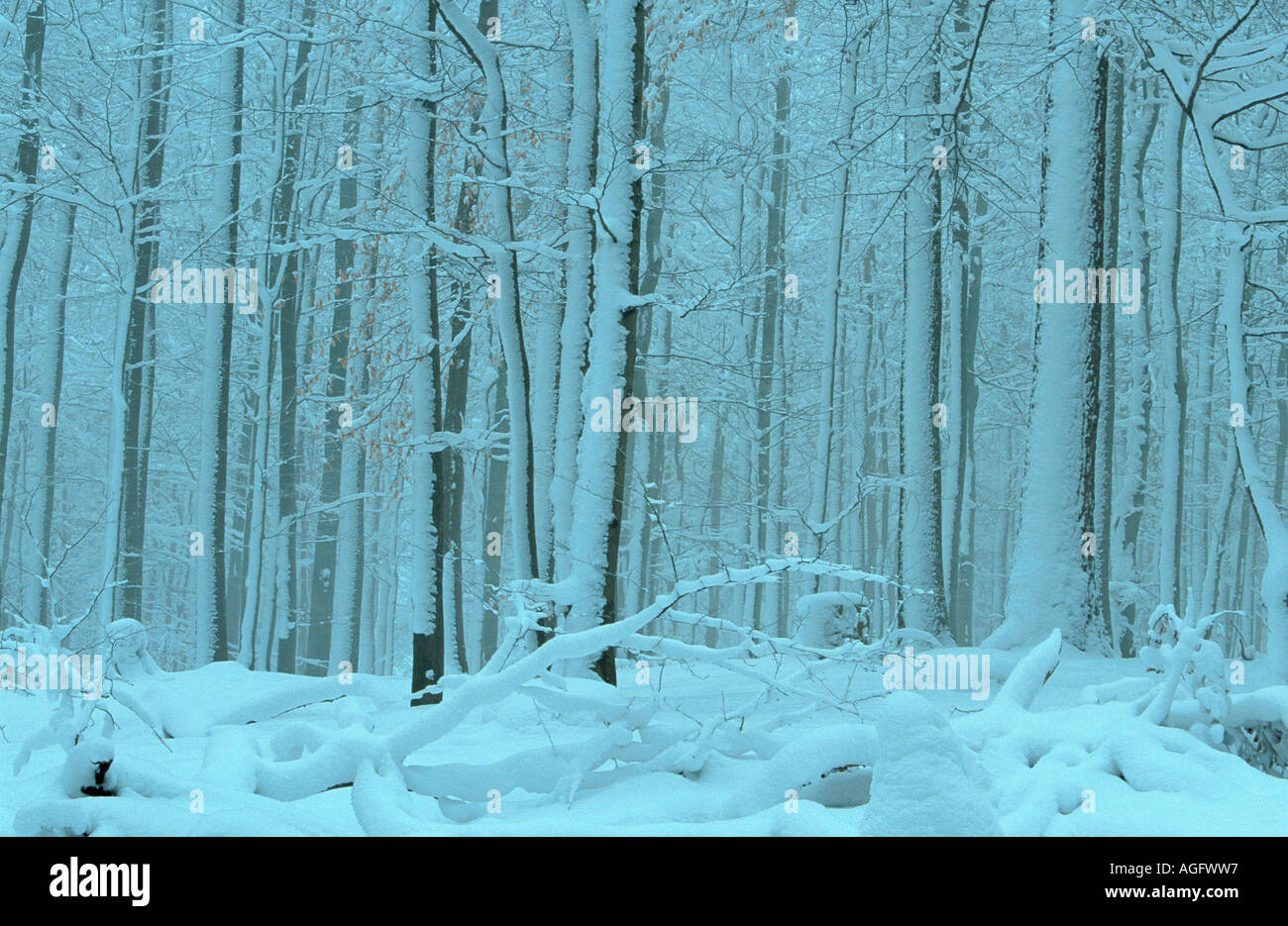 English oak (quercus robur) monochrome hi-res stock photography and ...